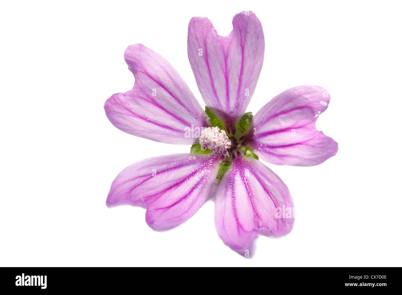Mallow Flower on White Background Stock Photo - Alamy