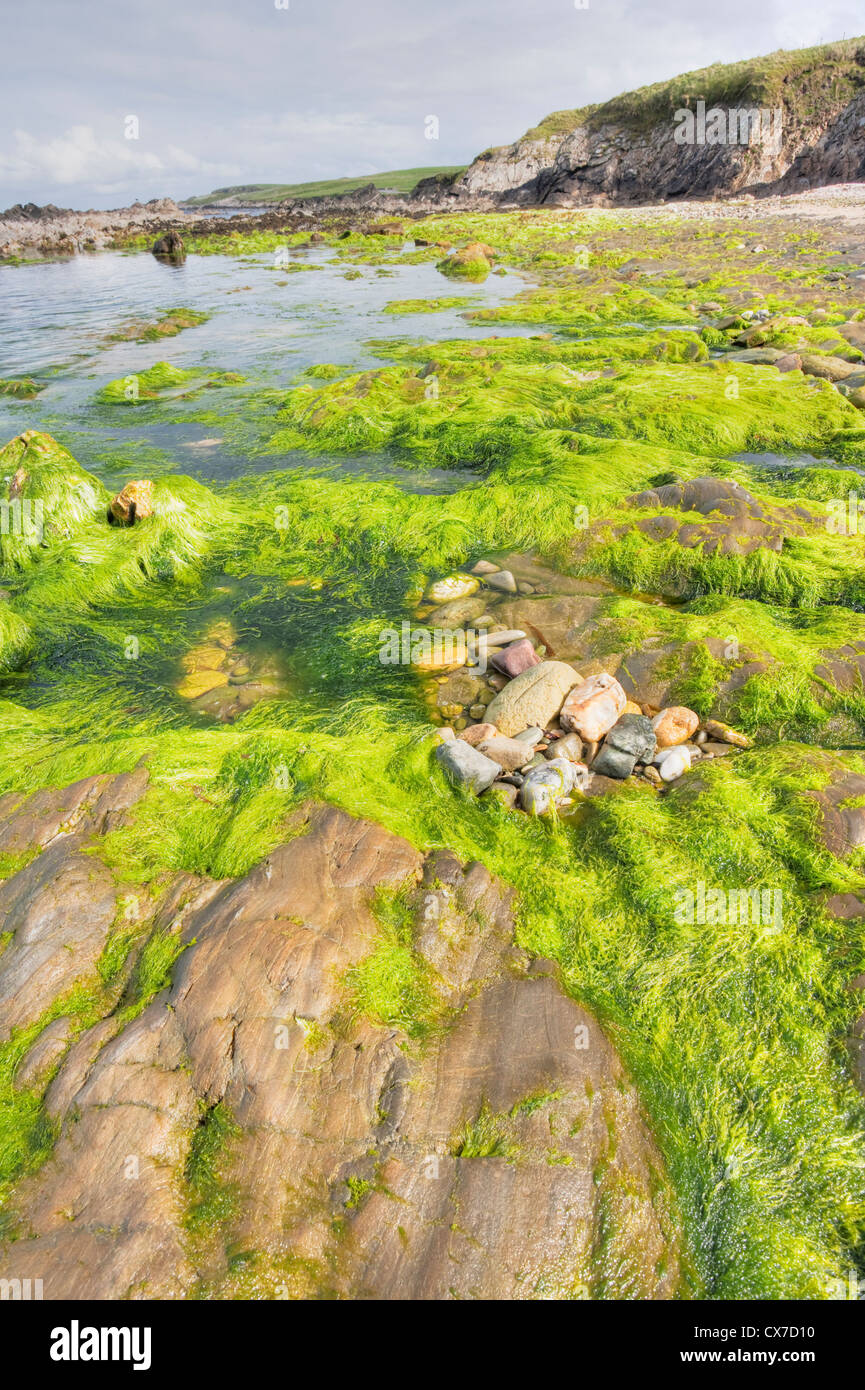 Rocky shore at low tide Bigton Wick Mainland, Shetland, UK LA005734 ...