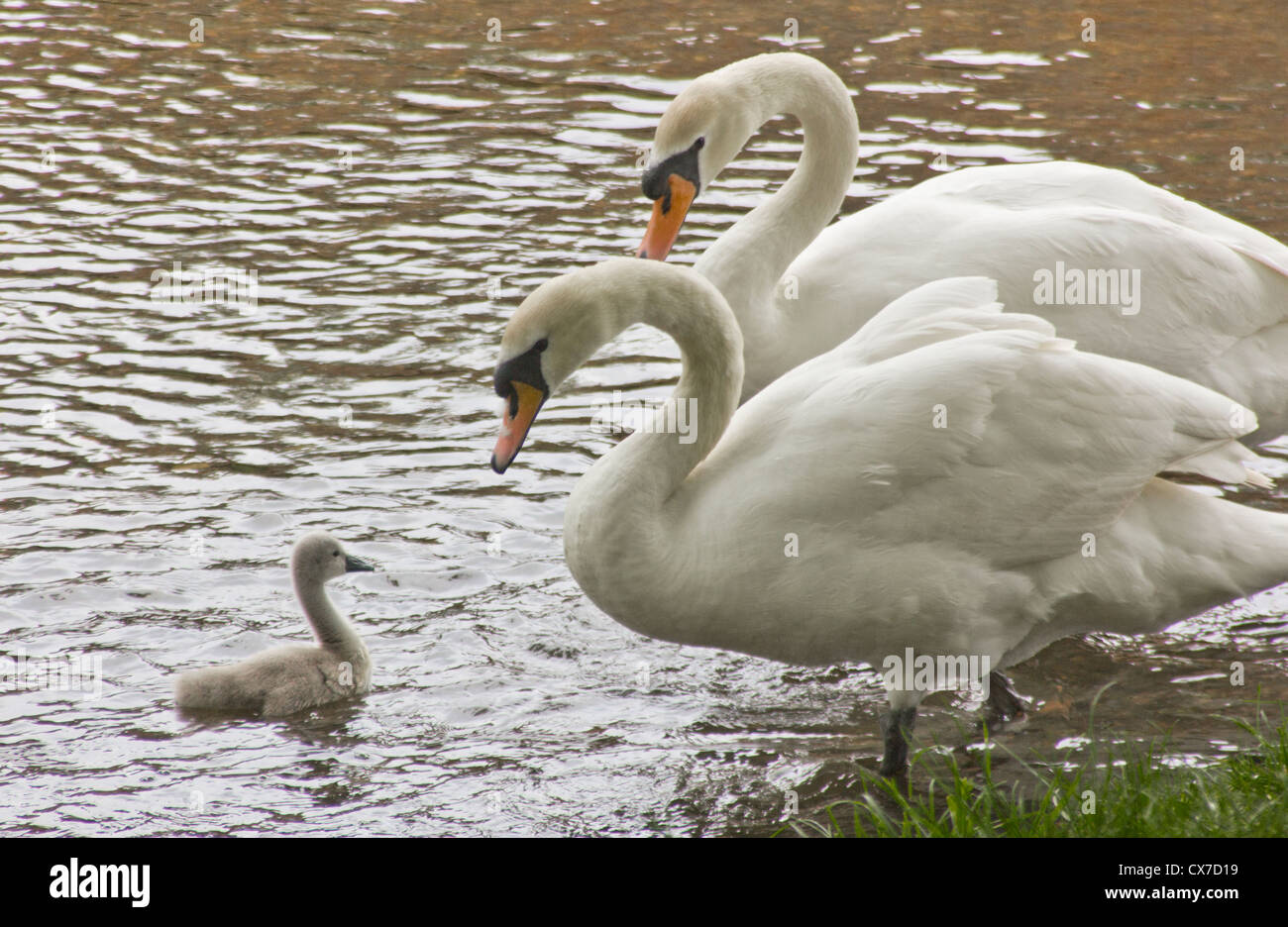 Birds Swan Swans Signet Stock Photo - Alamy