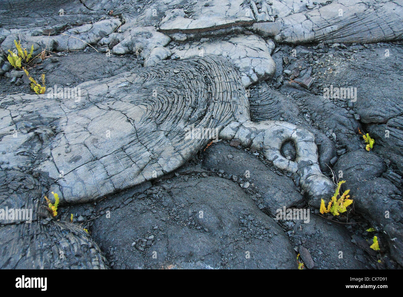 Lava – molten rock - in a shape of a turtle Stock Photo - Alamy