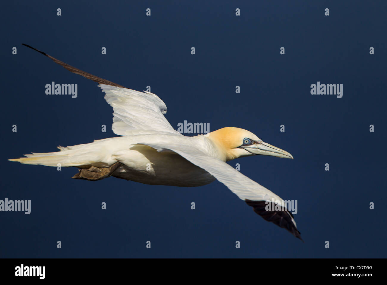 Family sulidae hi-res stock photography and images - Alamy