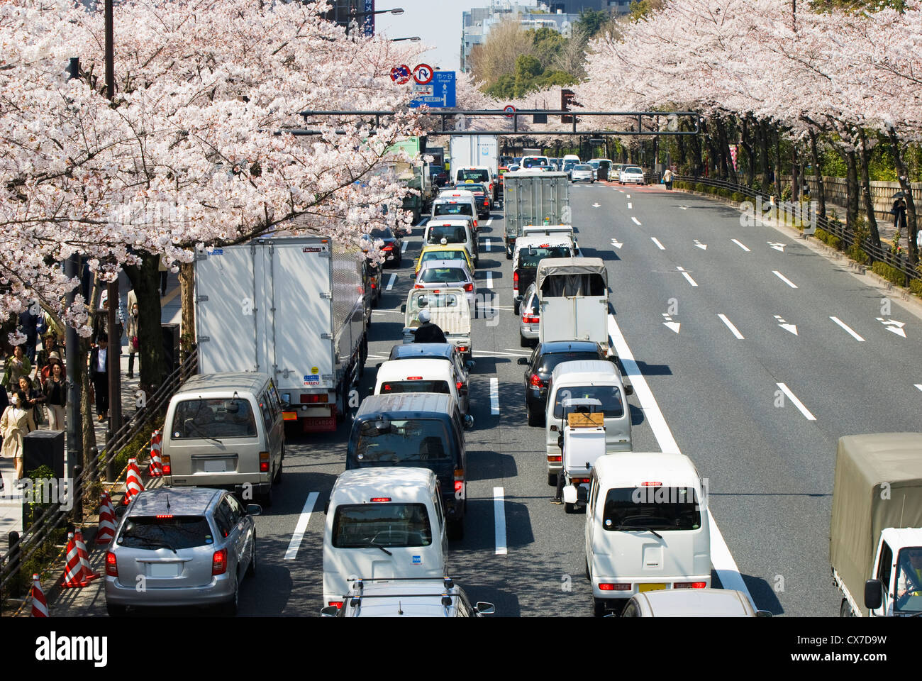 A Japanese Avenue With Cherry Blossom Trees; Tokyo, Japan Stock Photo ...