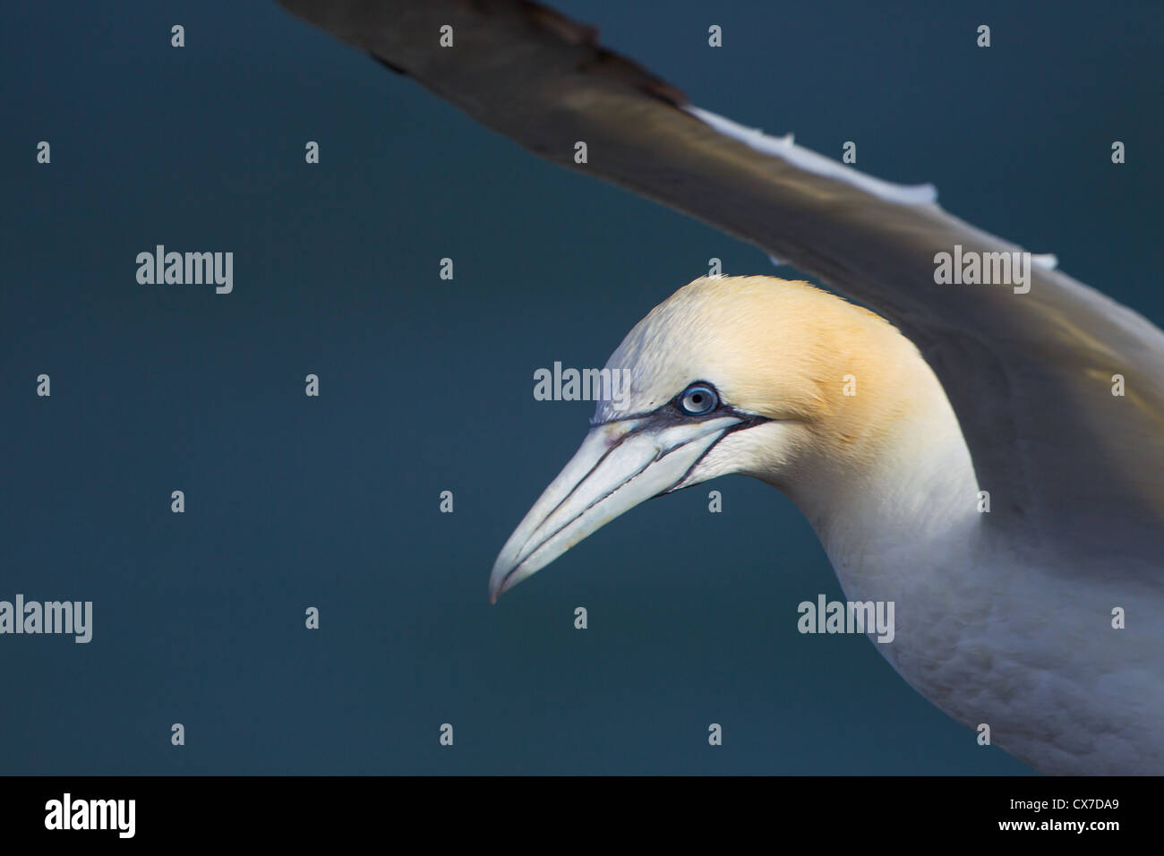 Seabird and is the largest member of the gannet family hi-res stock ...