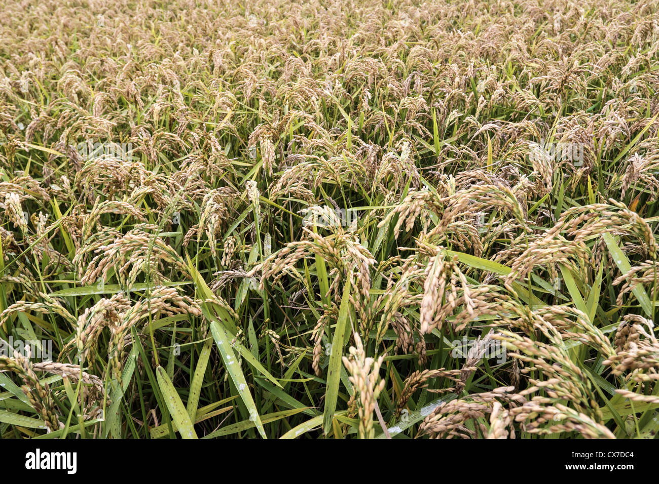 Ripe rice field. Vigevano, italy Stock Photo - Alamy