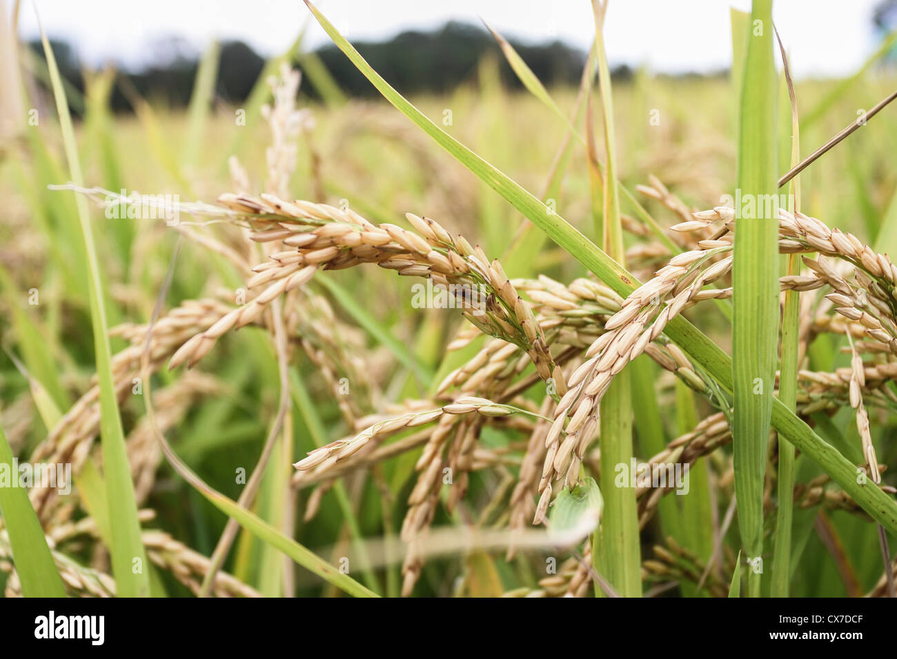 Ripe rice field. Vigevano, italy Stock Photo - Alamy