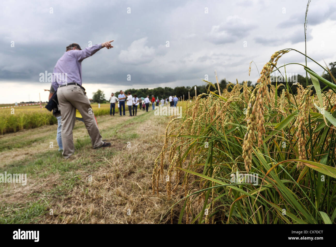 Rice Field Italy High Resolution Stock Photography and Images - Alamy