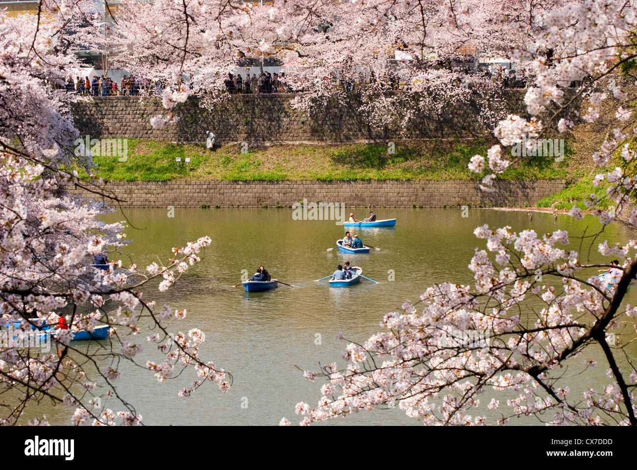 Blue Rowboats In A Lake With Cherry Blossoms All Around; Tokyo, Japan ...