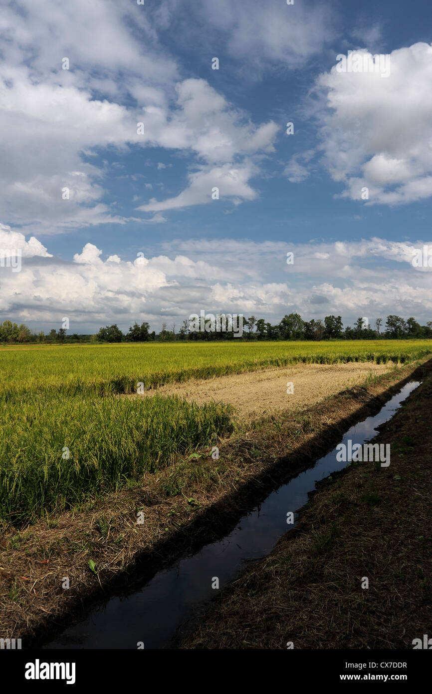 Rice Field Italy High Resolution Stock Photography and Images - Alamy