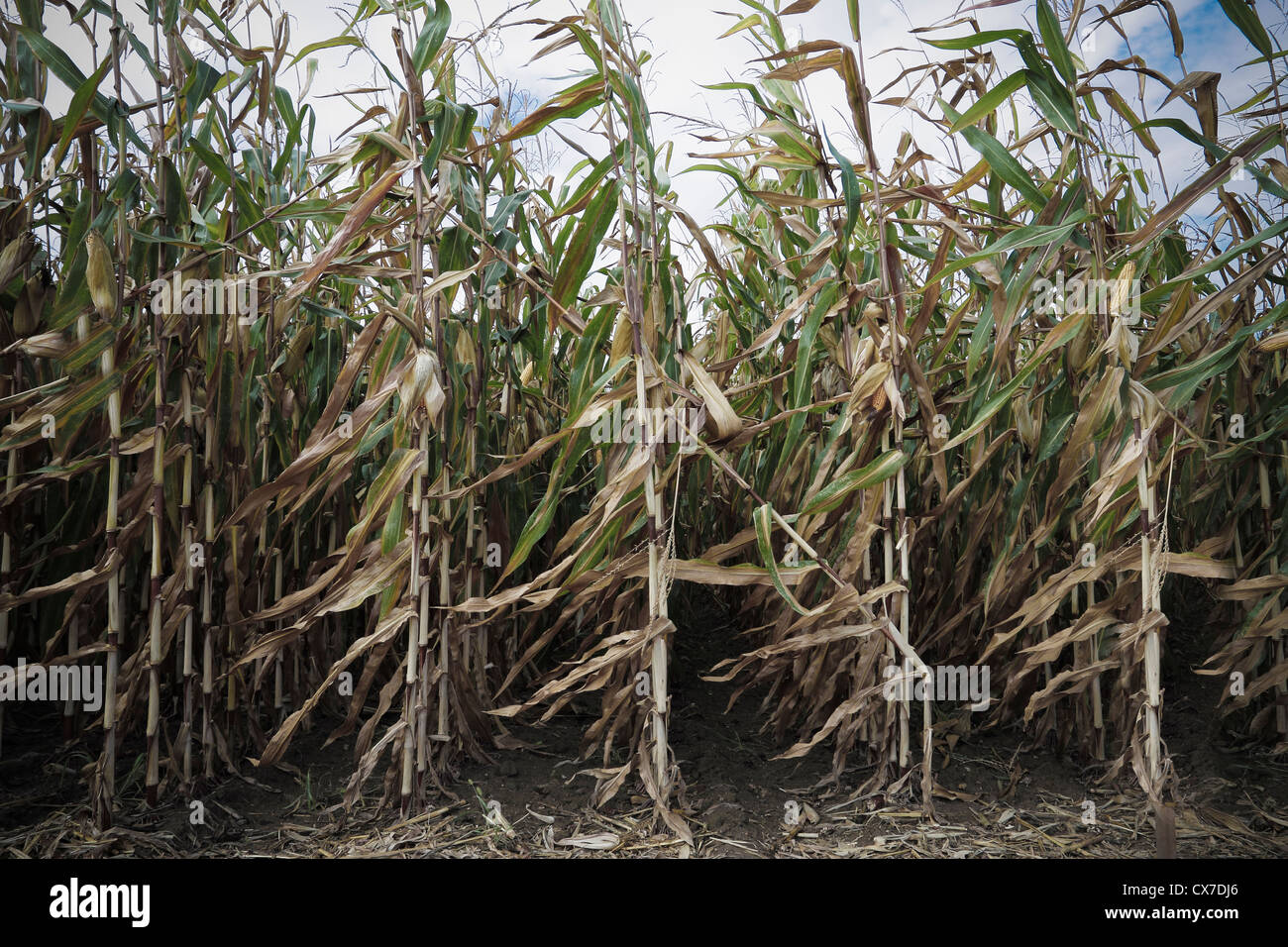 Corn field ready to harvest. Vigevano, Italy Stock Photo - Alamy