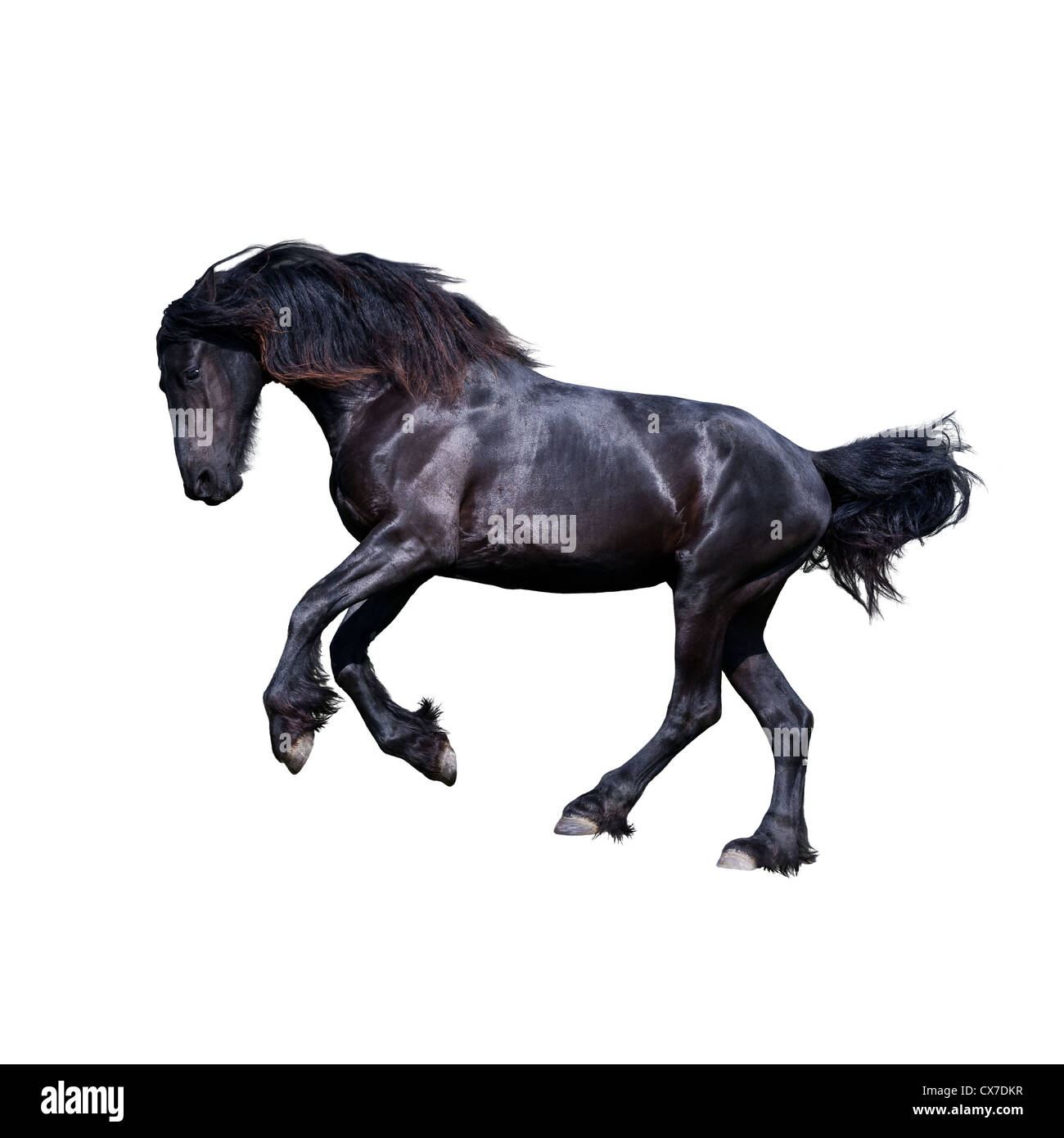 Sorrel horse black mane Cut Out Stock Images & Pictures - Alamy