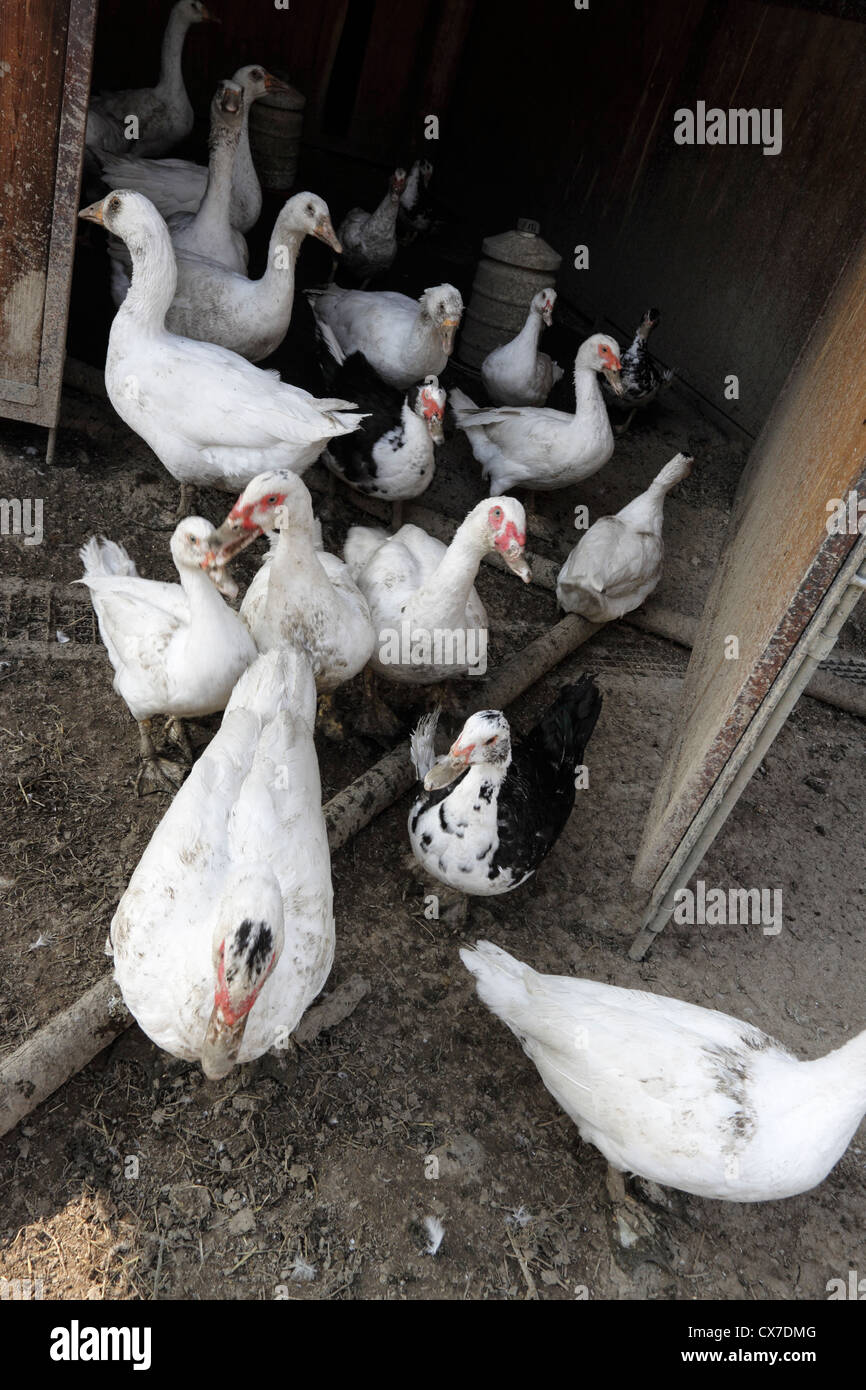 Ducks in farm Stock Photo - Alamy