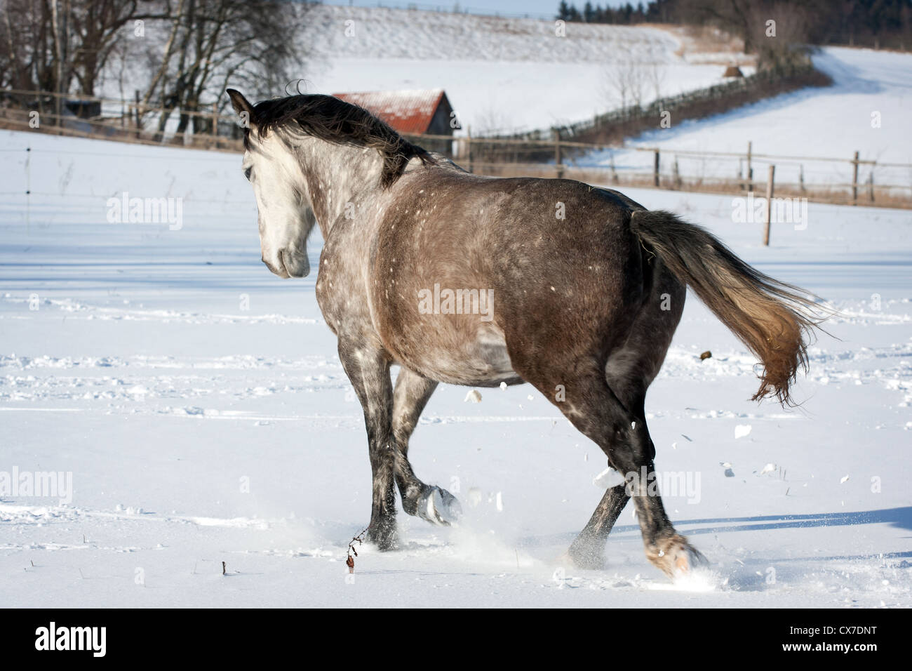 Shire horses in snow hi-res stock photography and images - Alamy
