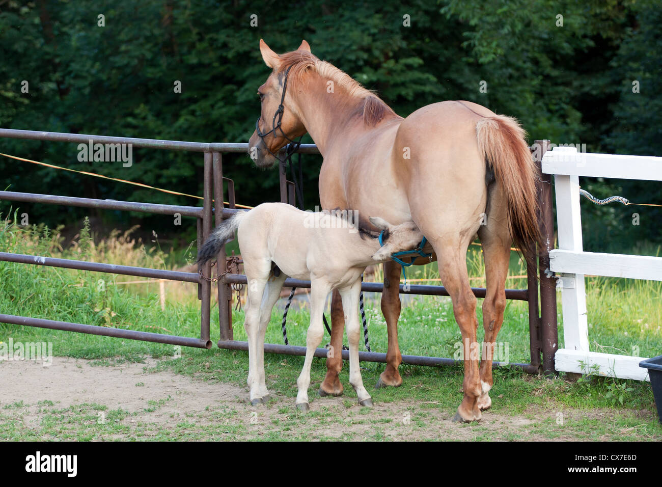 Mare and her foal in meadow Stock Photo - Alamy