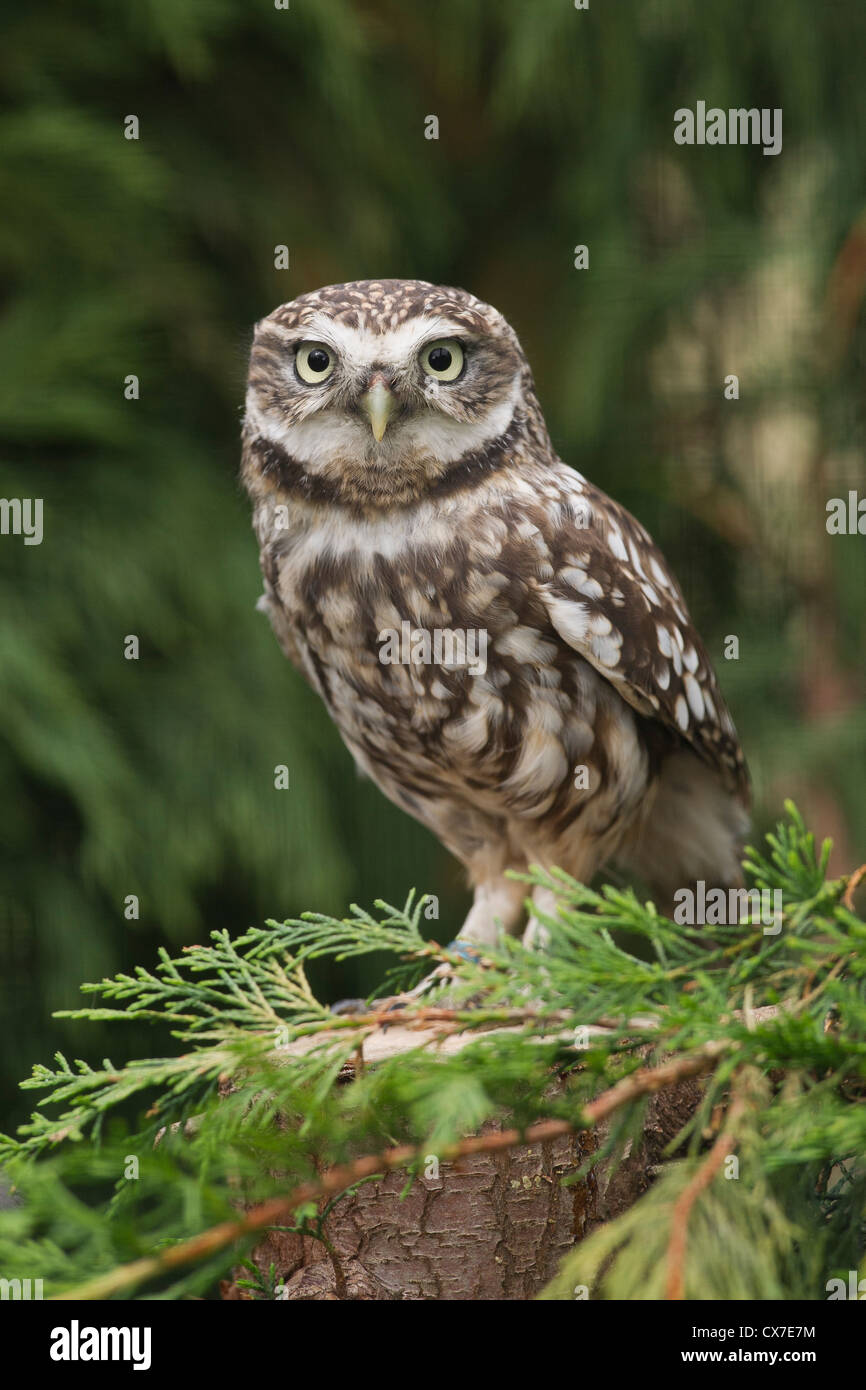Greek owl hi-res stock photography and images - Alamy