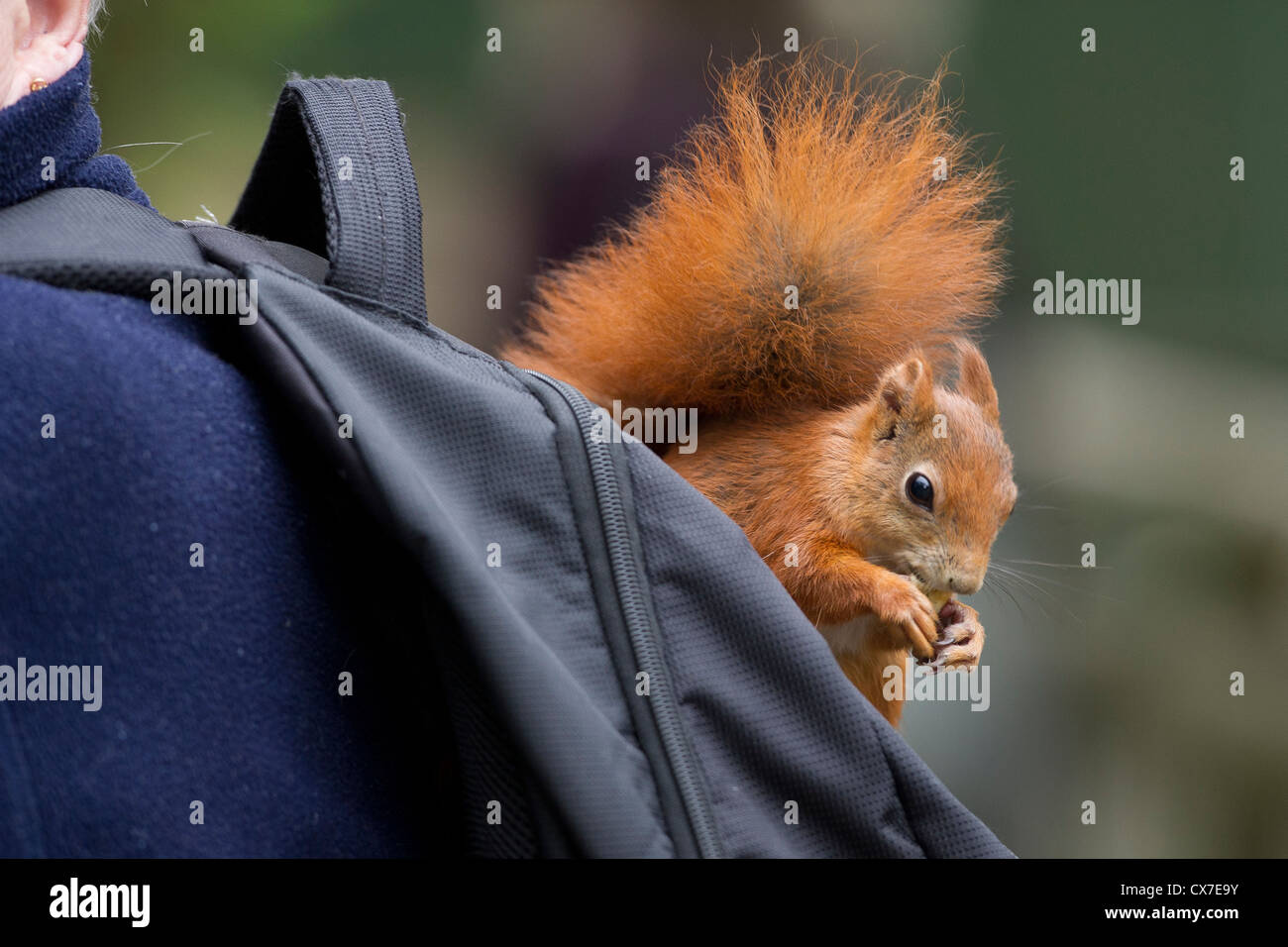 Eurasian red squirrel hi-res stock photography and images - Alamy