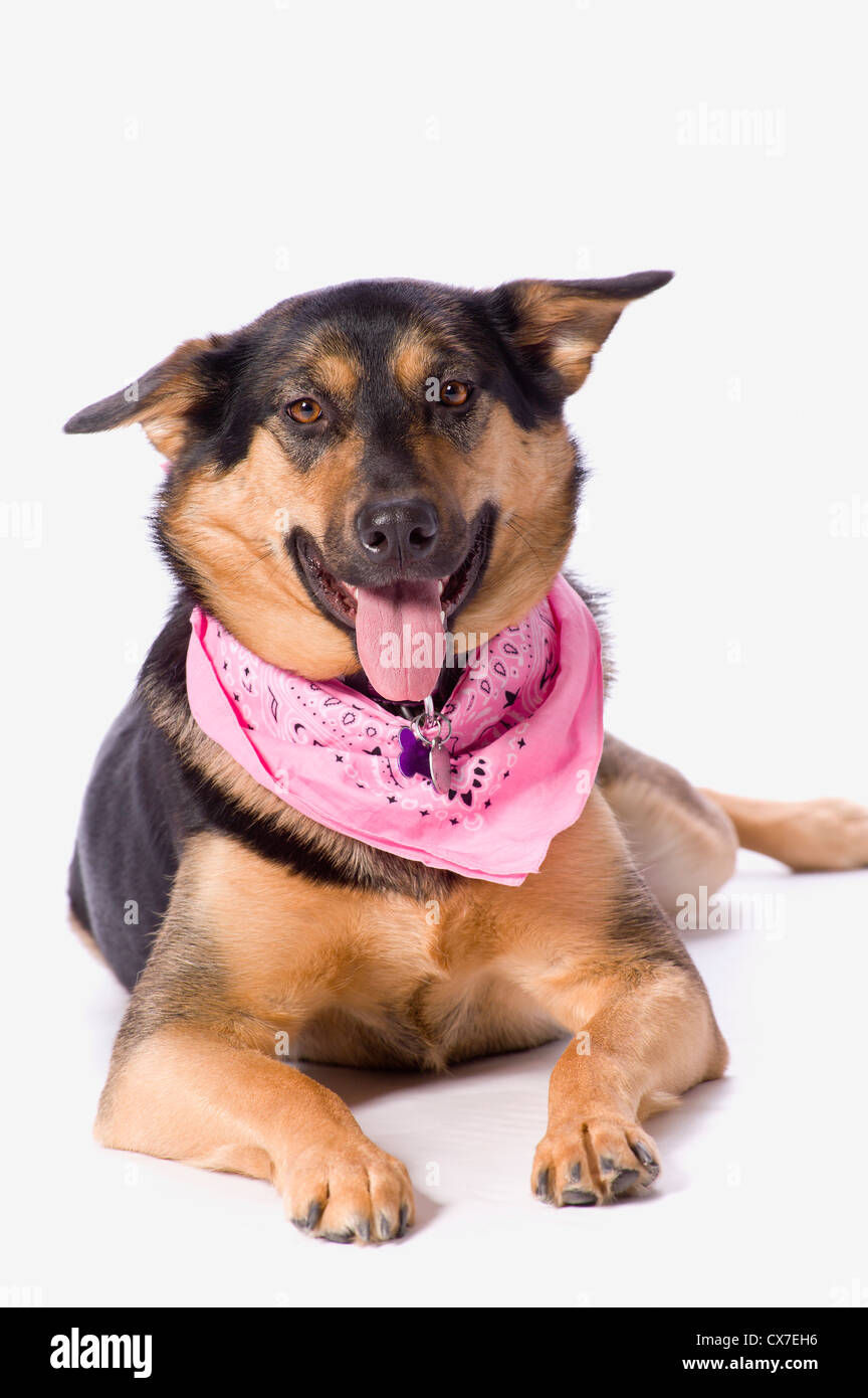 Female black german shepherd hi-res stock photography and images - Alamy