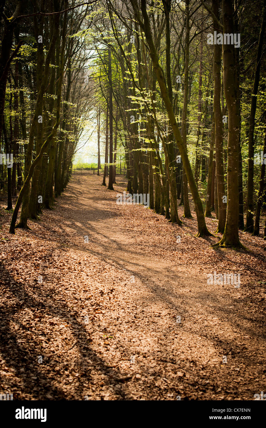 Early Spring morning in Woodland Stock Photo - Alamy