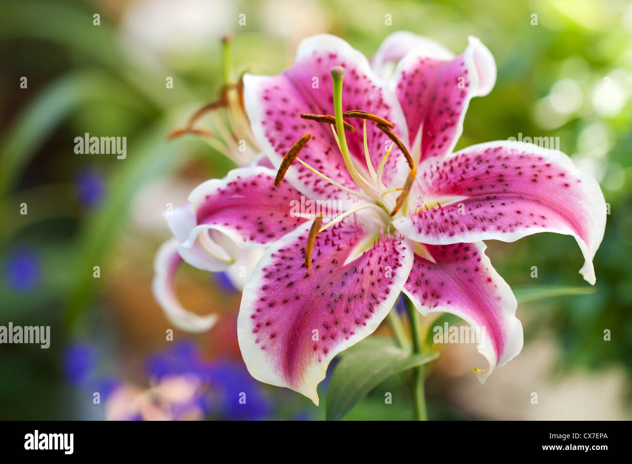 Beautiful pink lily close up Stock Photo - Alamy