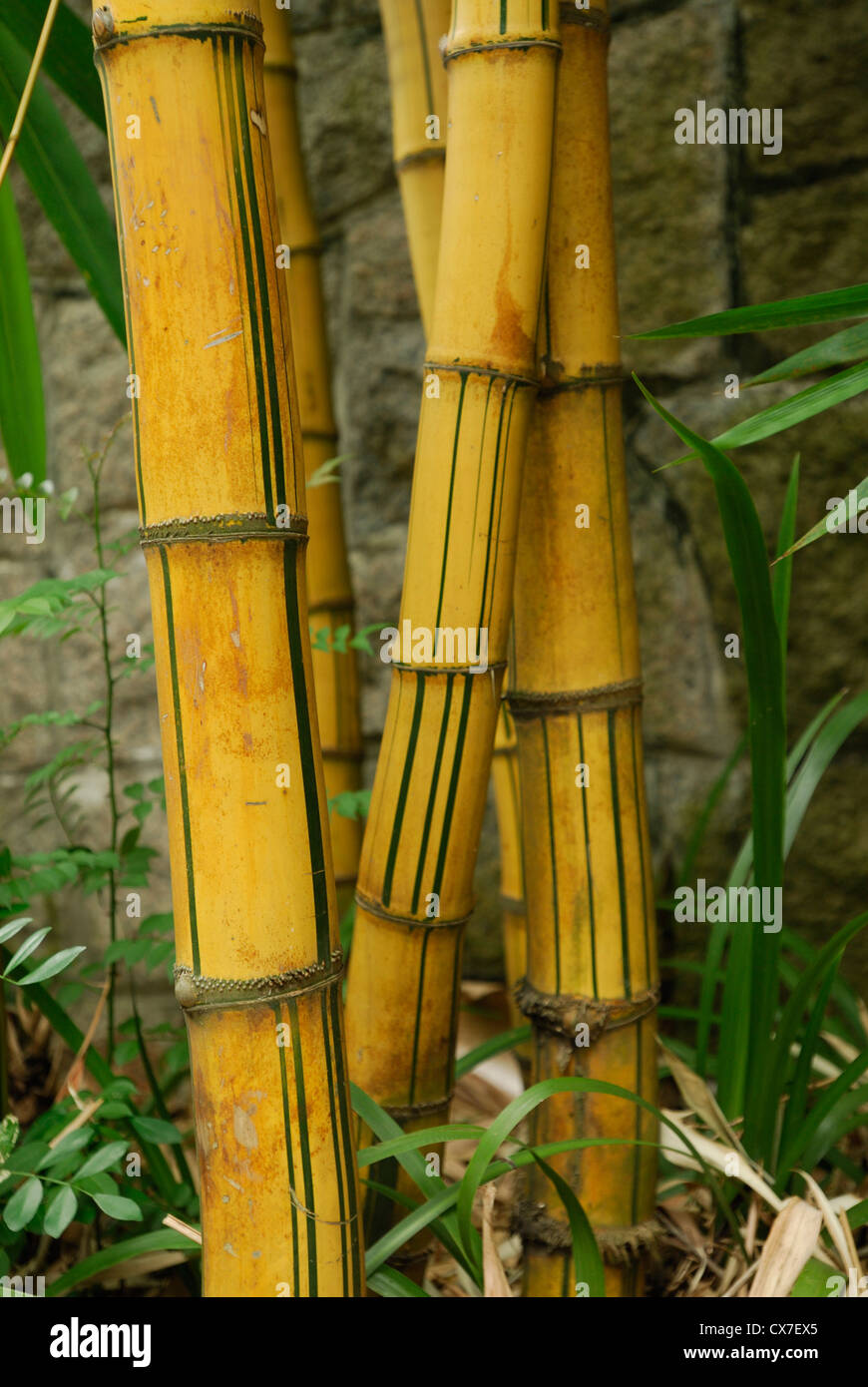 Stalks of Bamboo Stock Photo - Alamy