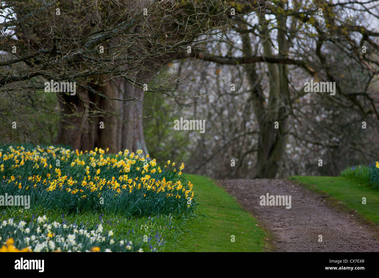 Daffodils Blossoming Beside A Path; Hirsel, Scottish Borders, Scotland ...
