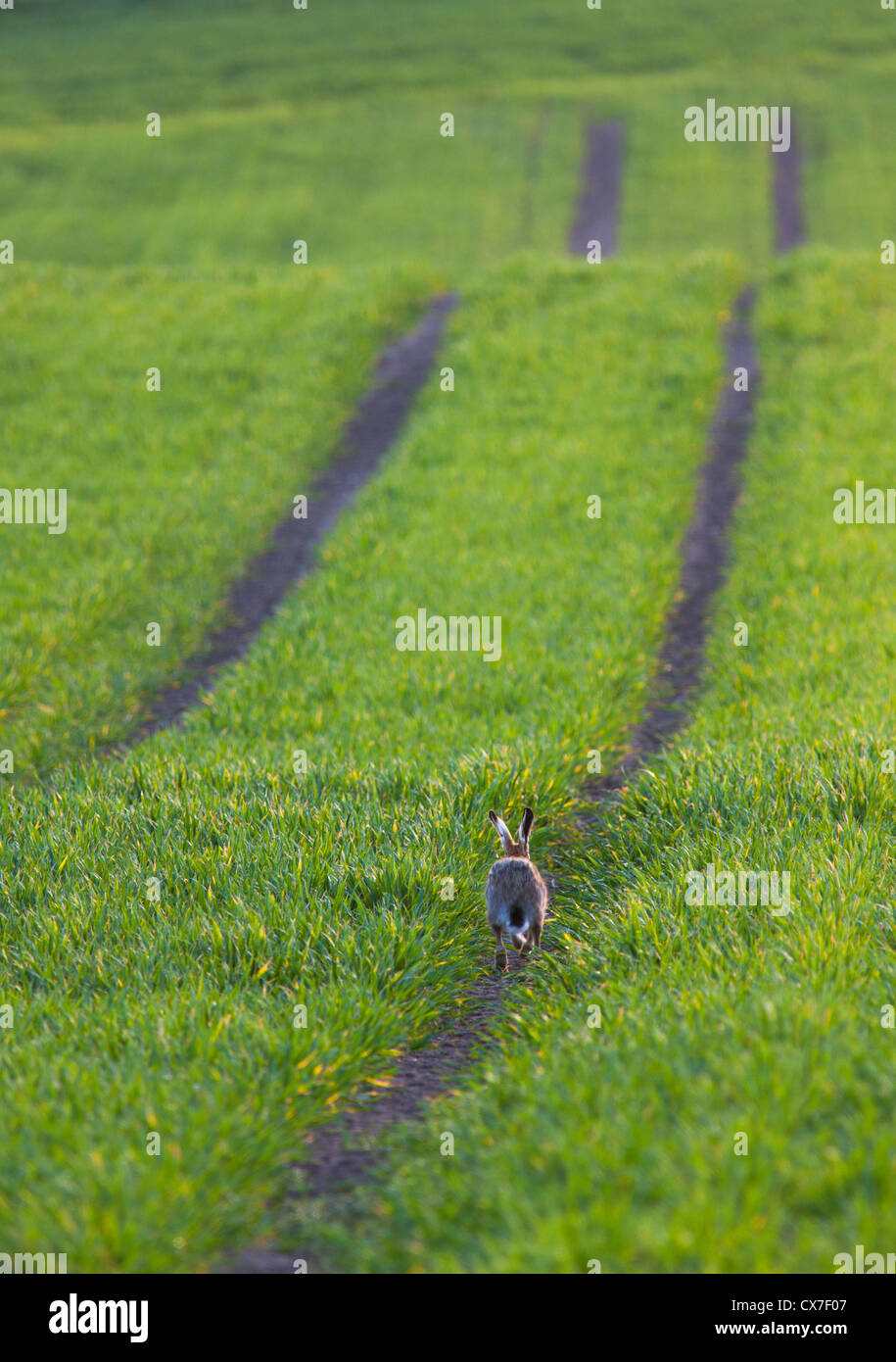 Bunnies hopping hi-res stock photography and images - Alamy