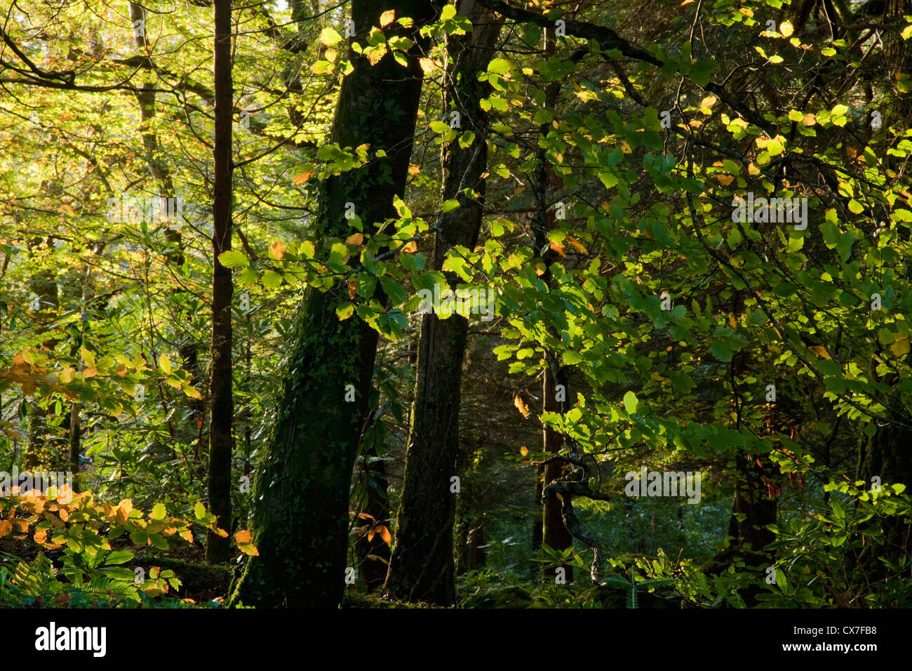 Sunlight Highlighting Foliage In The Forest; Lauragh, County Kerry ...