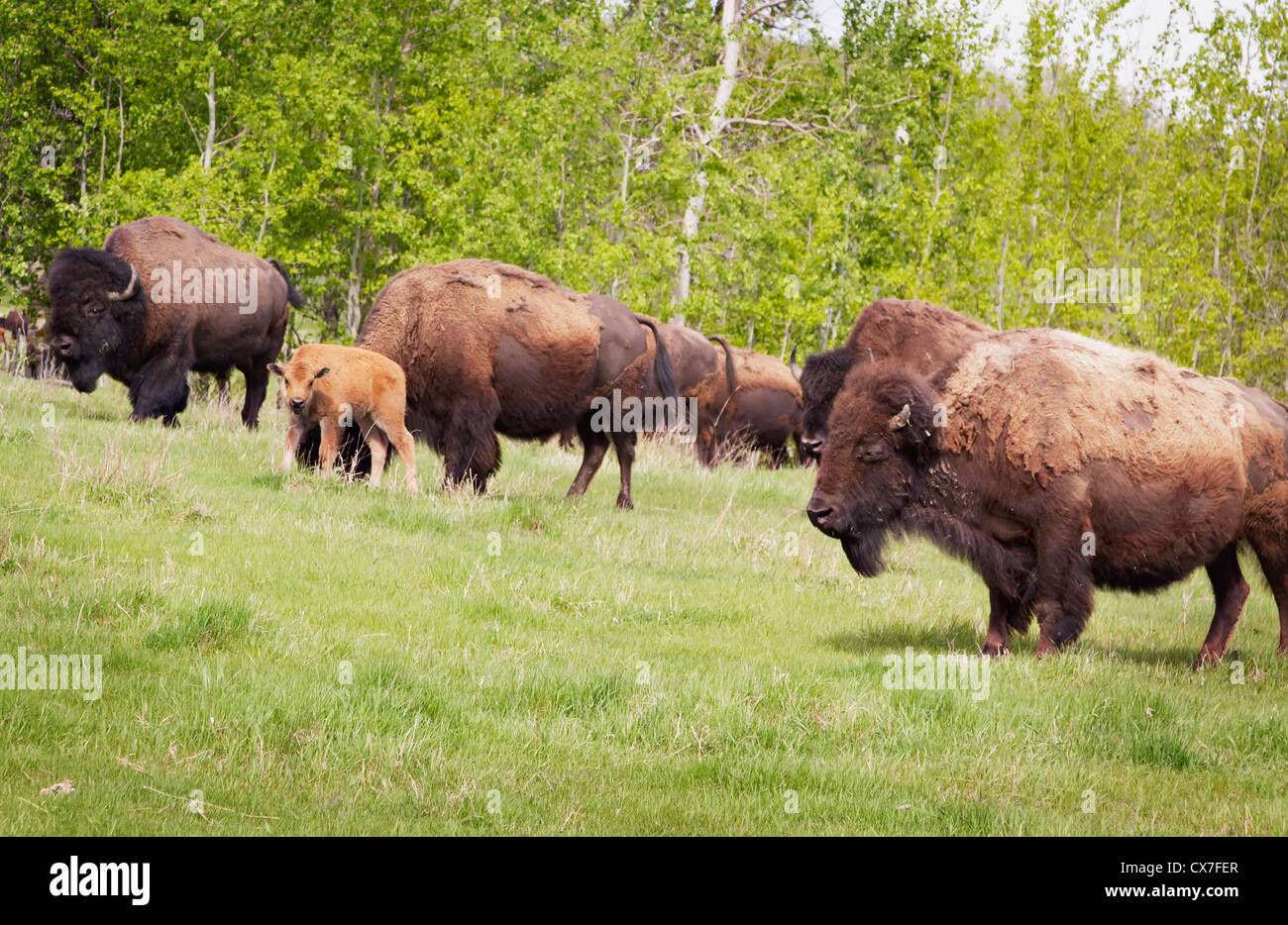 Plains Bison In Elk Island National Park; Alberta, Canada Stock Photo ...