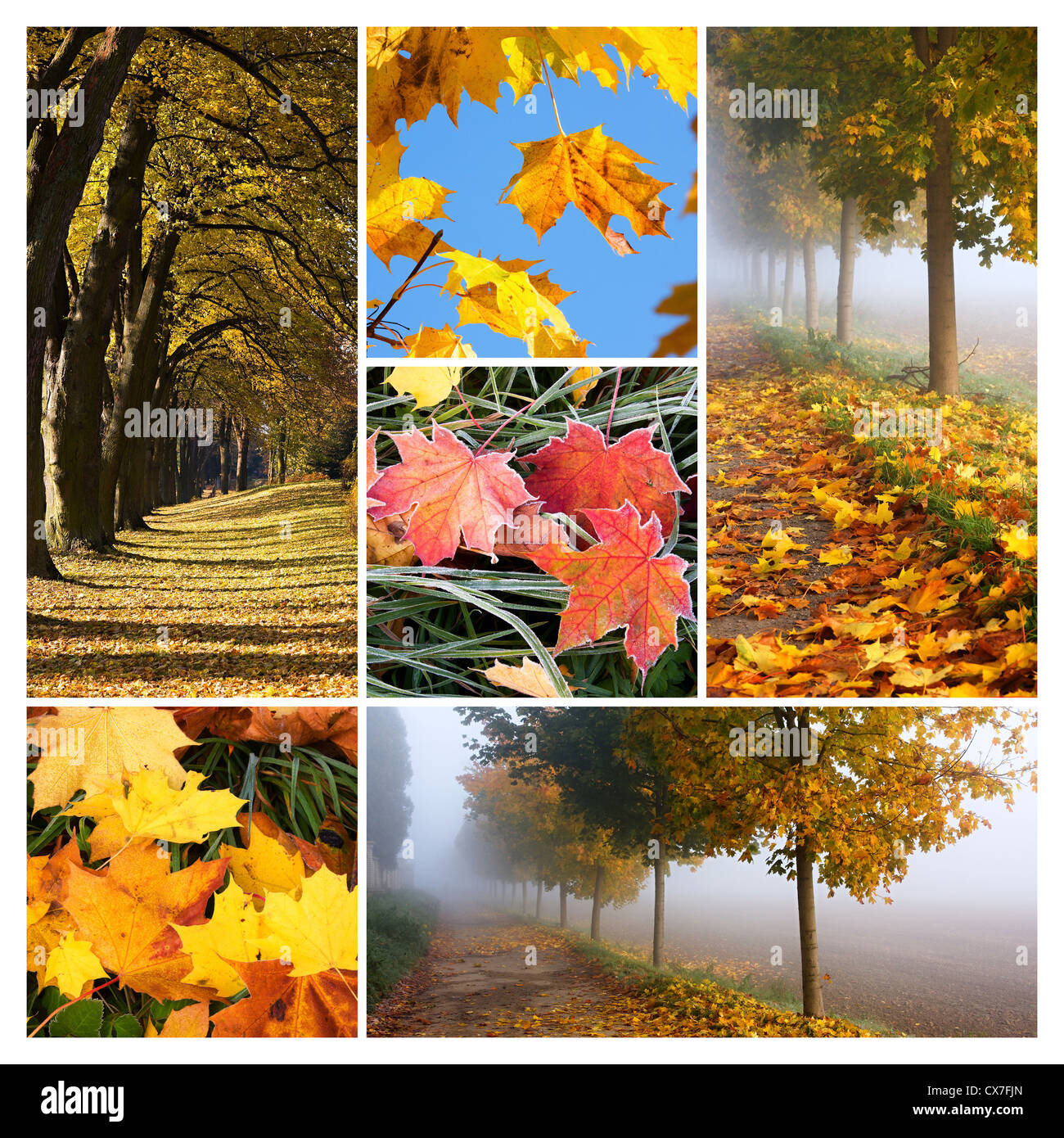 Collage made with autumn related images Stock Photo - Alamy