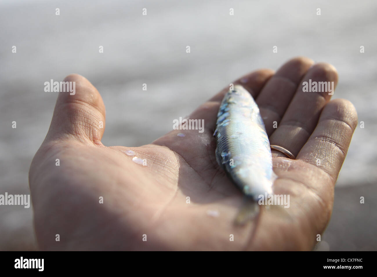 small fish in the palm Stock Photo - Alamy