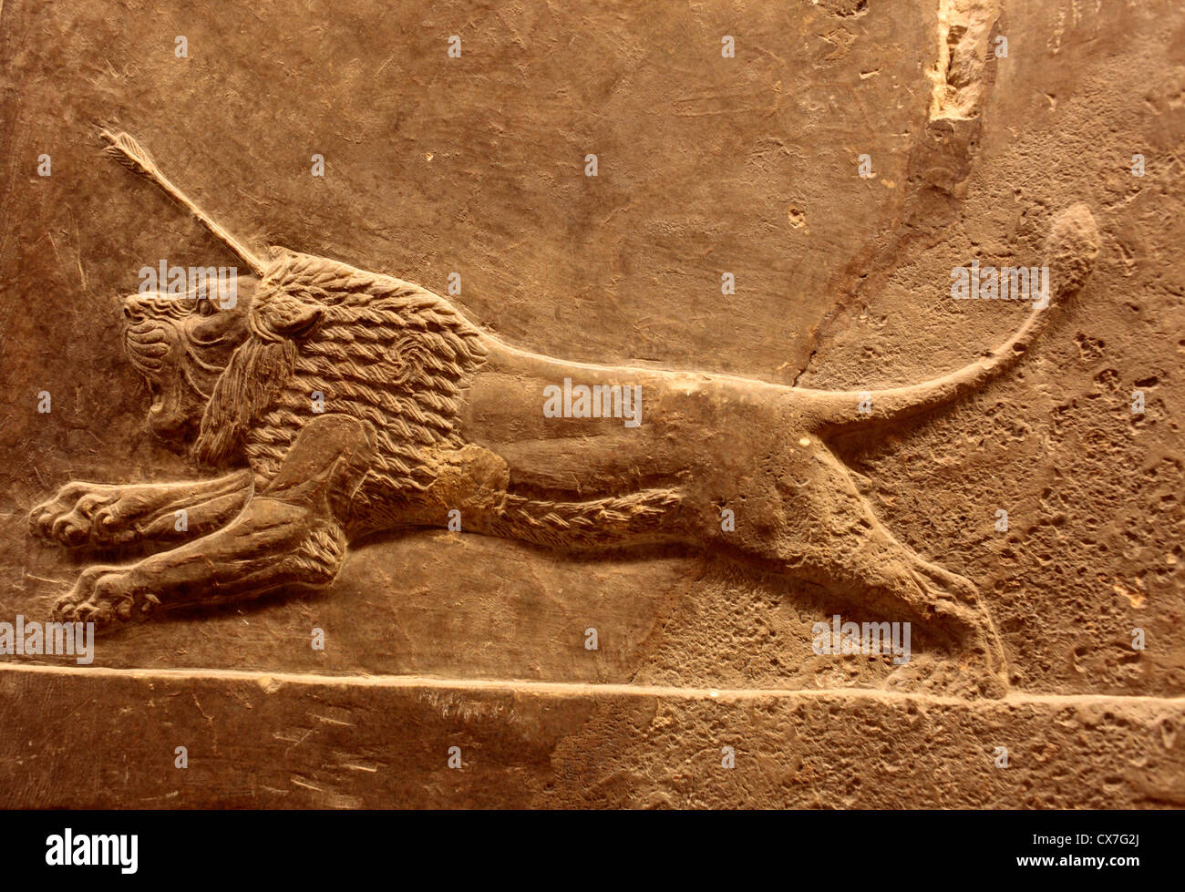 Carved relief of lion hunting (Assyria, 645 BC), British museum, London ...