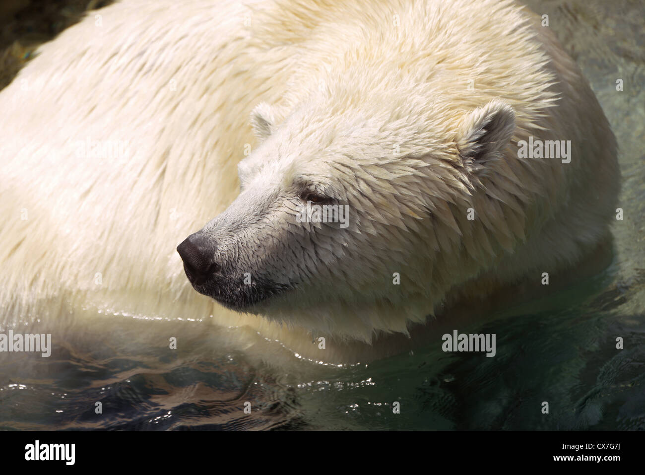 This is an image of a captive polar bear at the Toronto Zoo Stock Photo ...