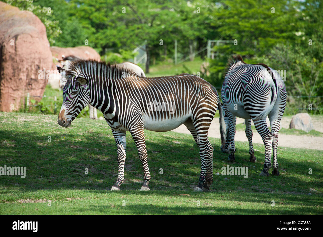 Zebra animals zoo hi-res stock photography and images - Alamy