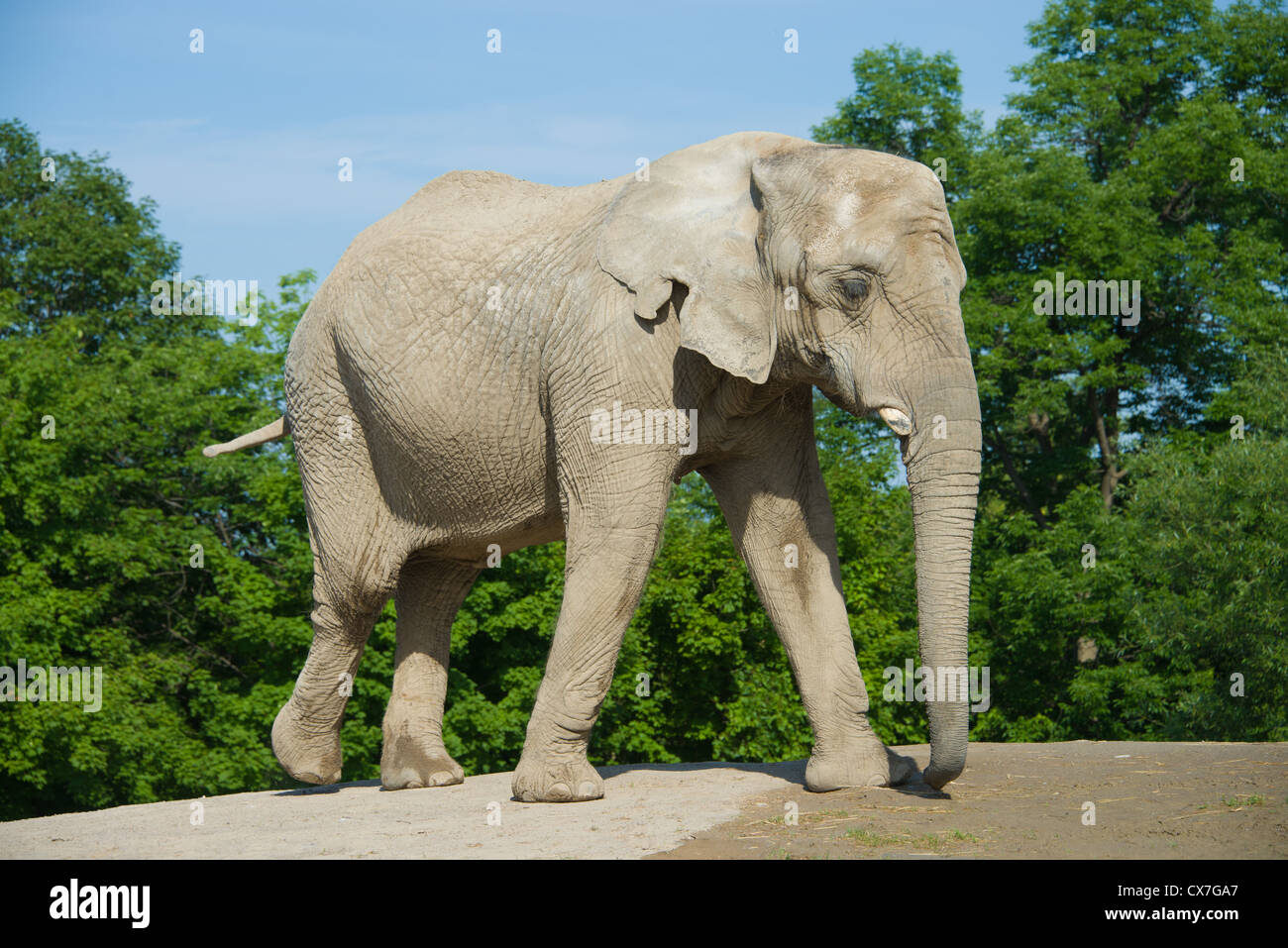 This is an image of an African elephant at the Toronto Zoo Stock Photo ...