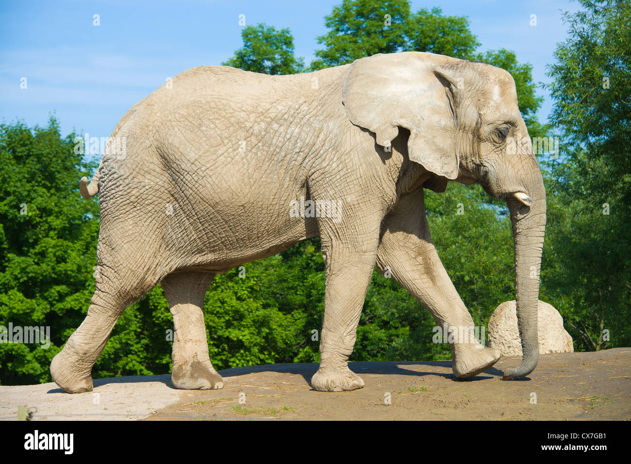 Toronto zoo elephant hi-res stock photography and images - Alamy