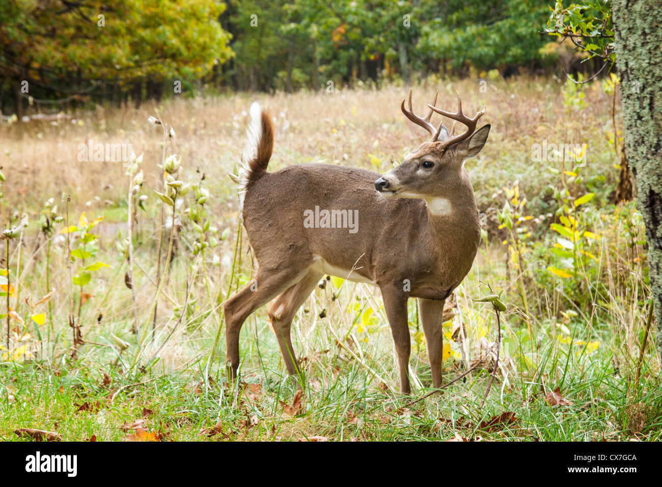 Male White-tailed Deer in forest clearing along Blue Ridge Parkway ...