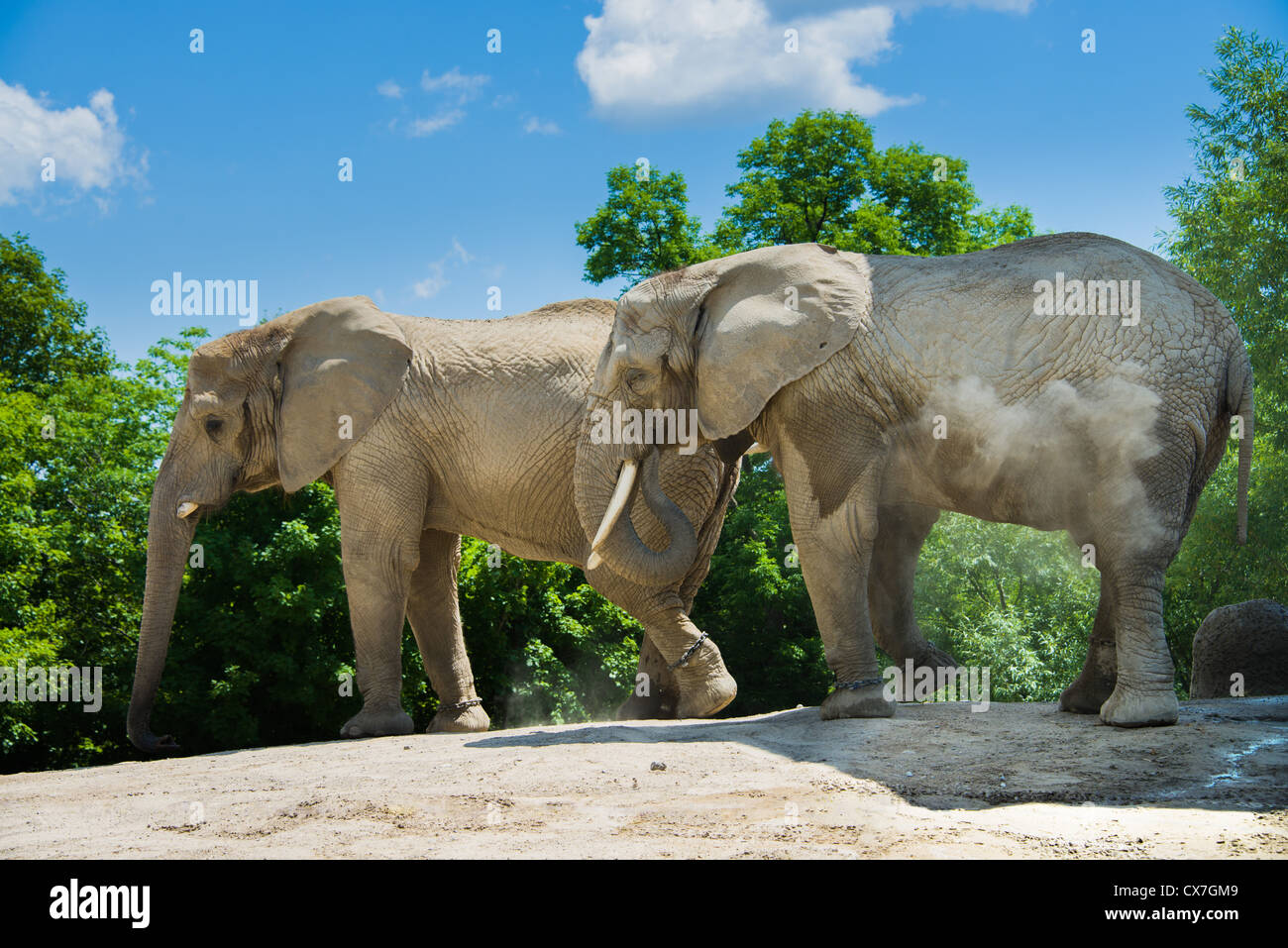 This is an image of African elephants at the Toronto Zoo Stock Photo ...
