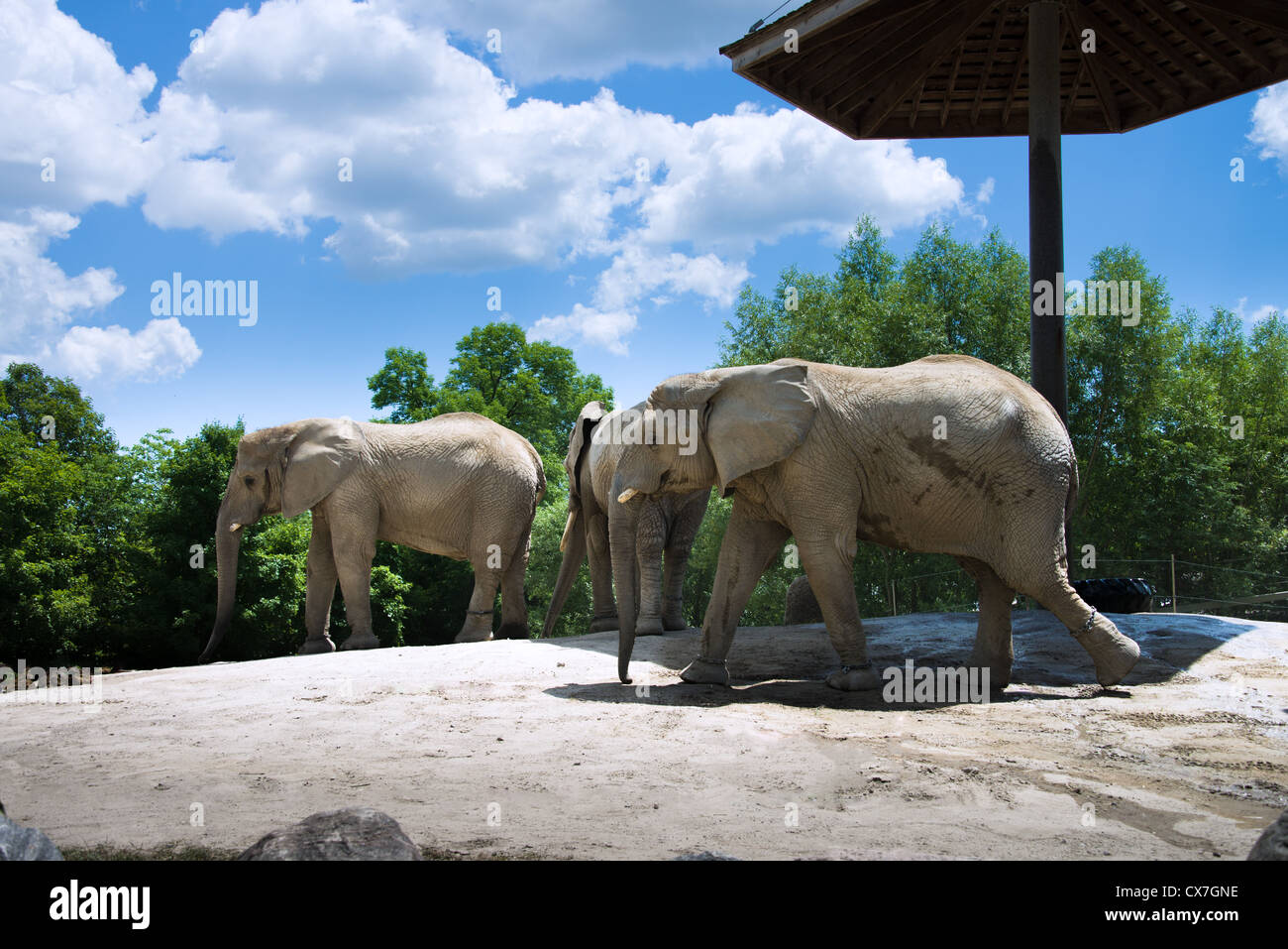 This is an image of African elephants at the Toronto Zoo Stock Photo ...