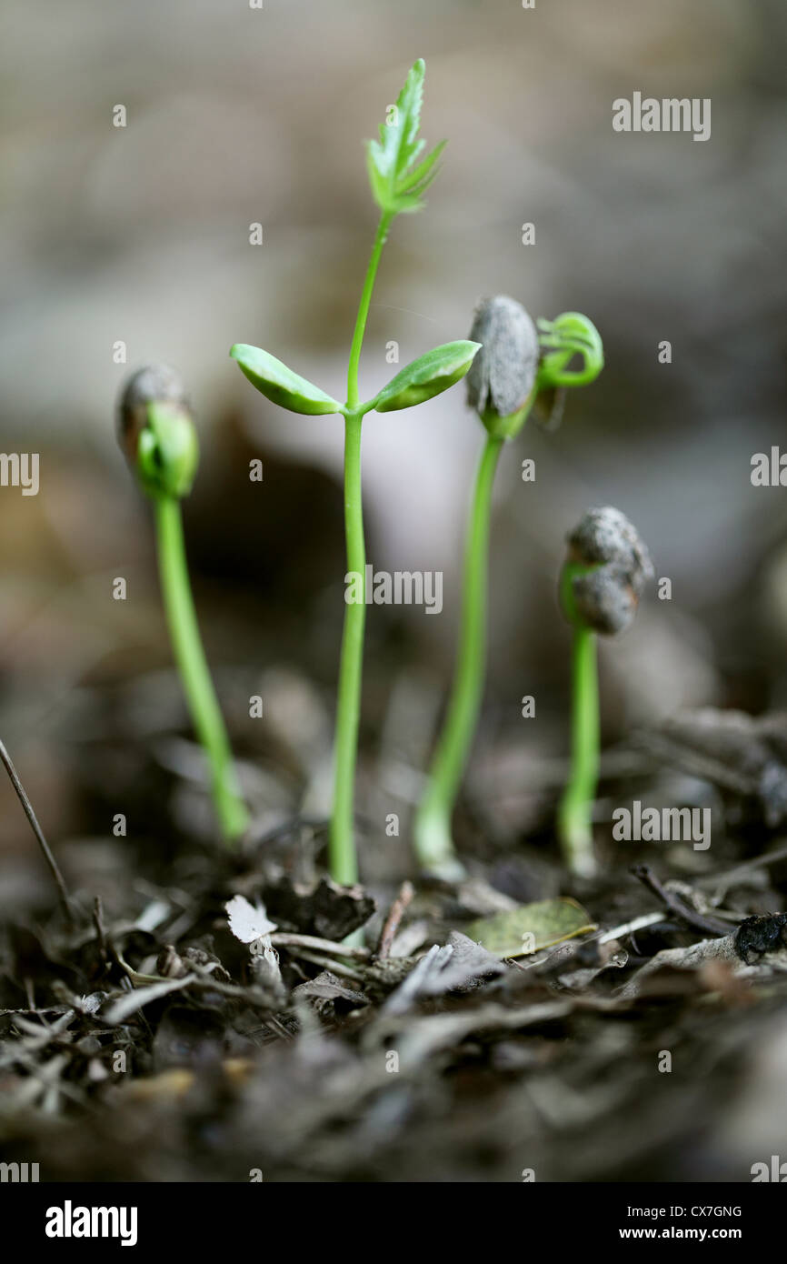 Baby plants growing from soil-New life Stock Photo - Alamy