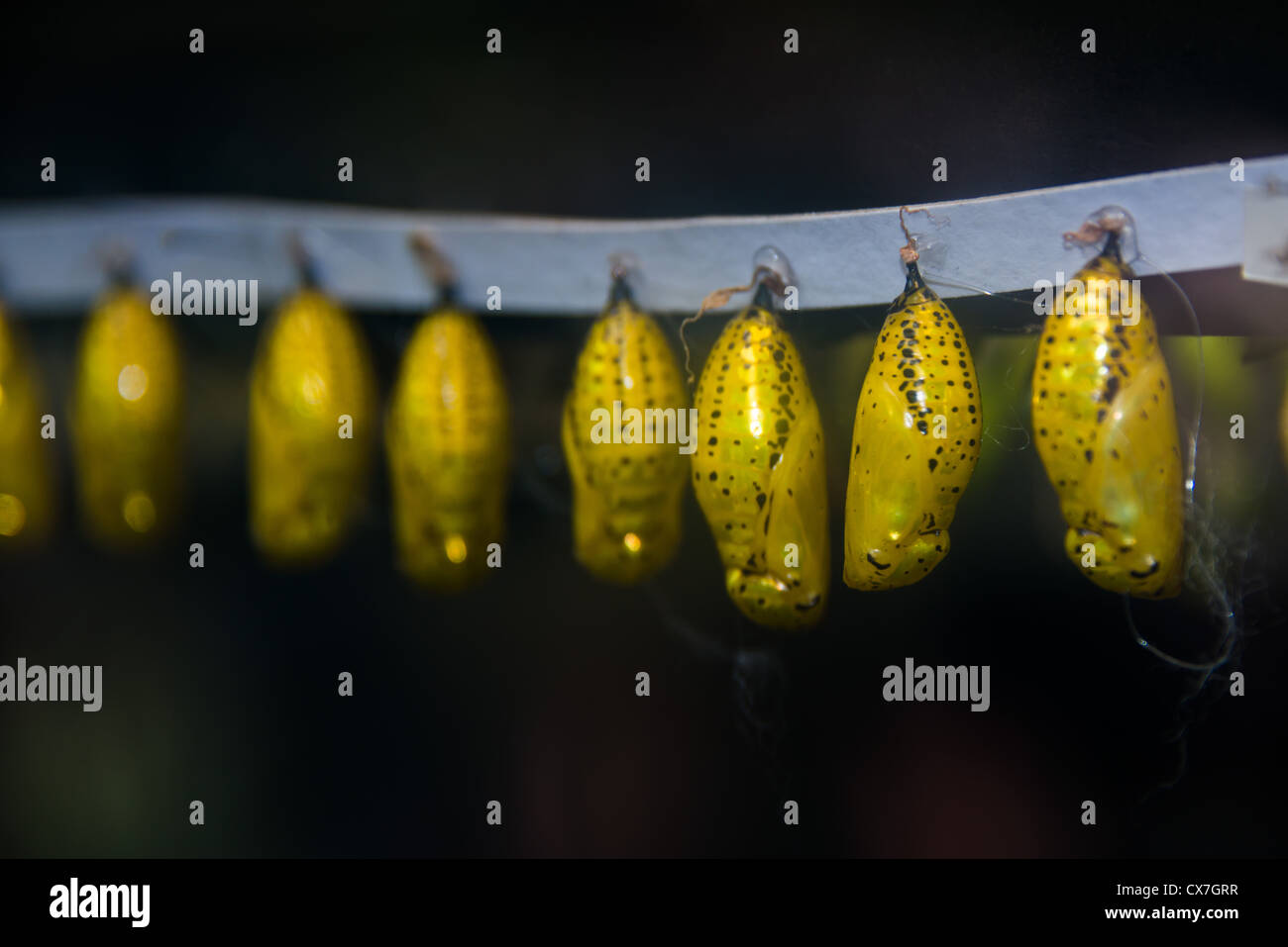 Pupae hi-res stock photography and images - Alamy