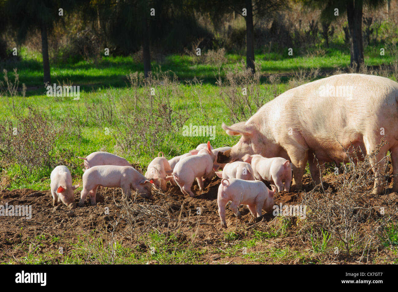 Large white pig hi-res stock photography and images - Alamy