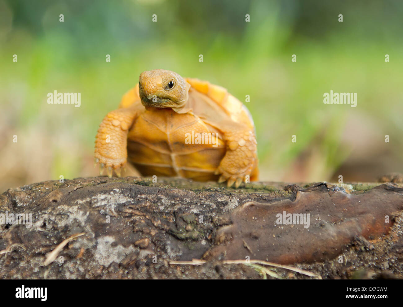 Baby gopher tortoise hi-res stock photography and images - Alamy