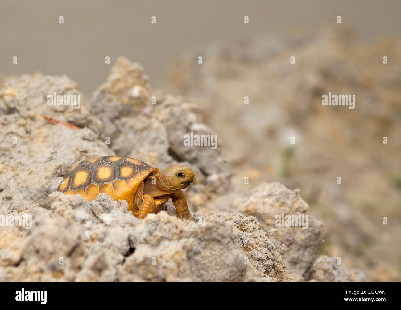 baby gopher tortoise foraging Stock Photo - Alamy