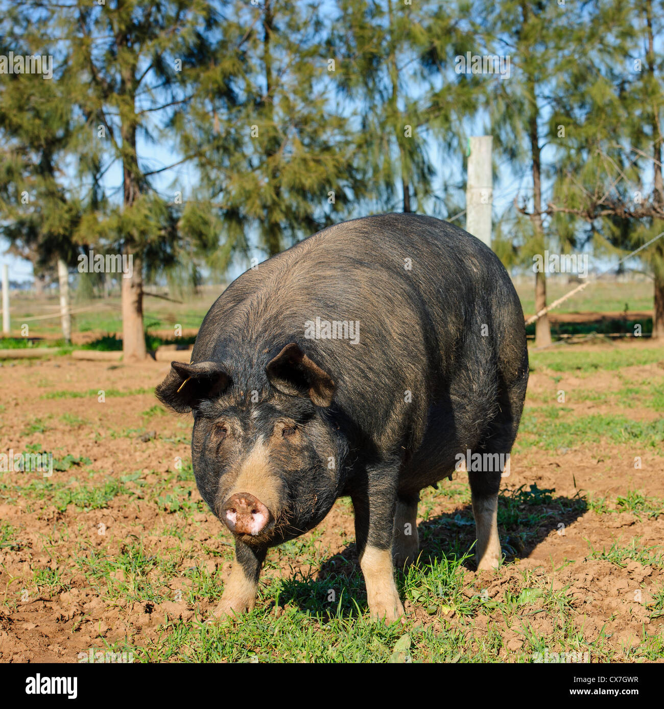 Berkshire pig hi-res stock photography and images - Alamy