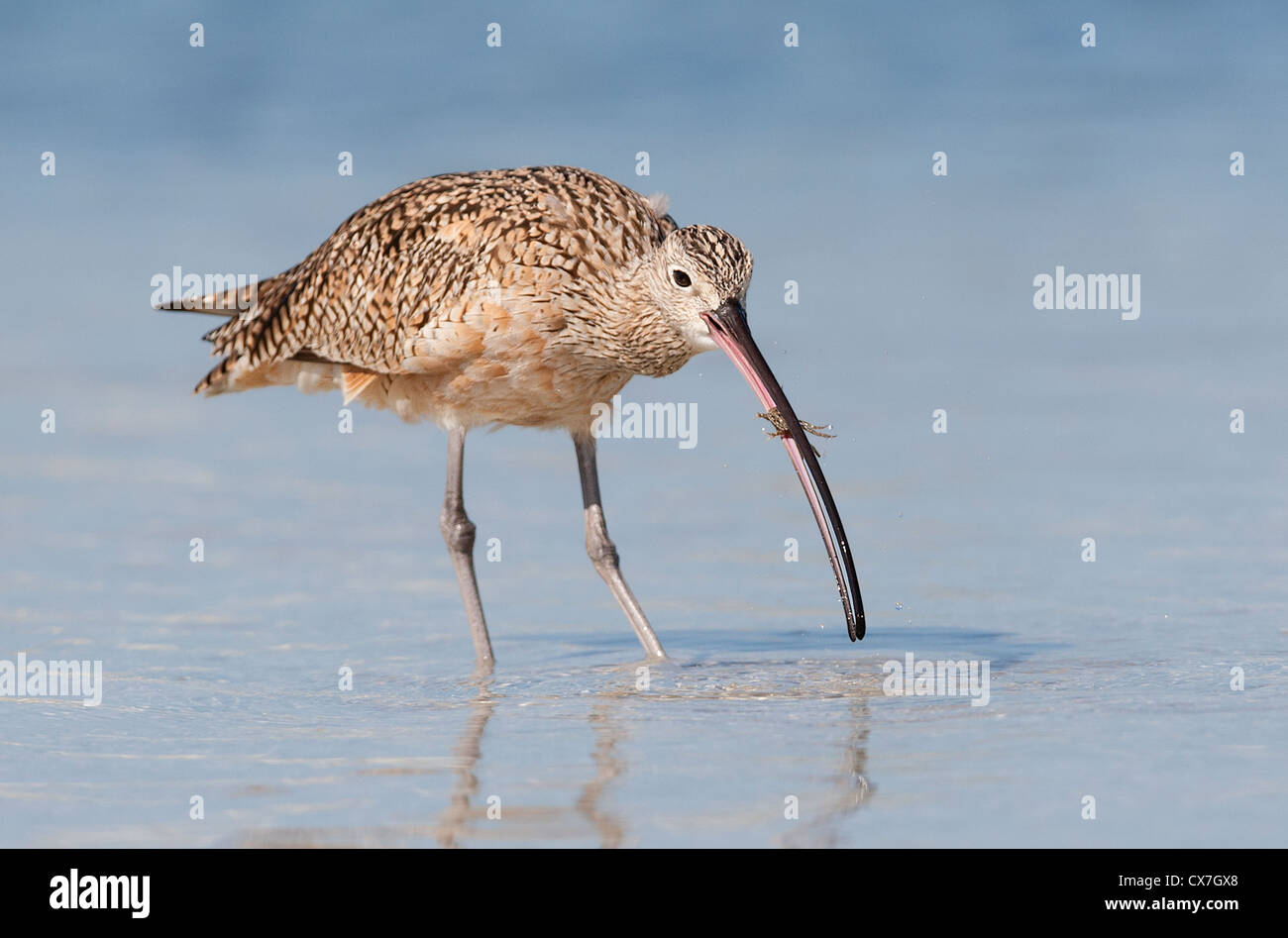 Long Billed Curlew fishing for crabs Stock Photo - Alamy