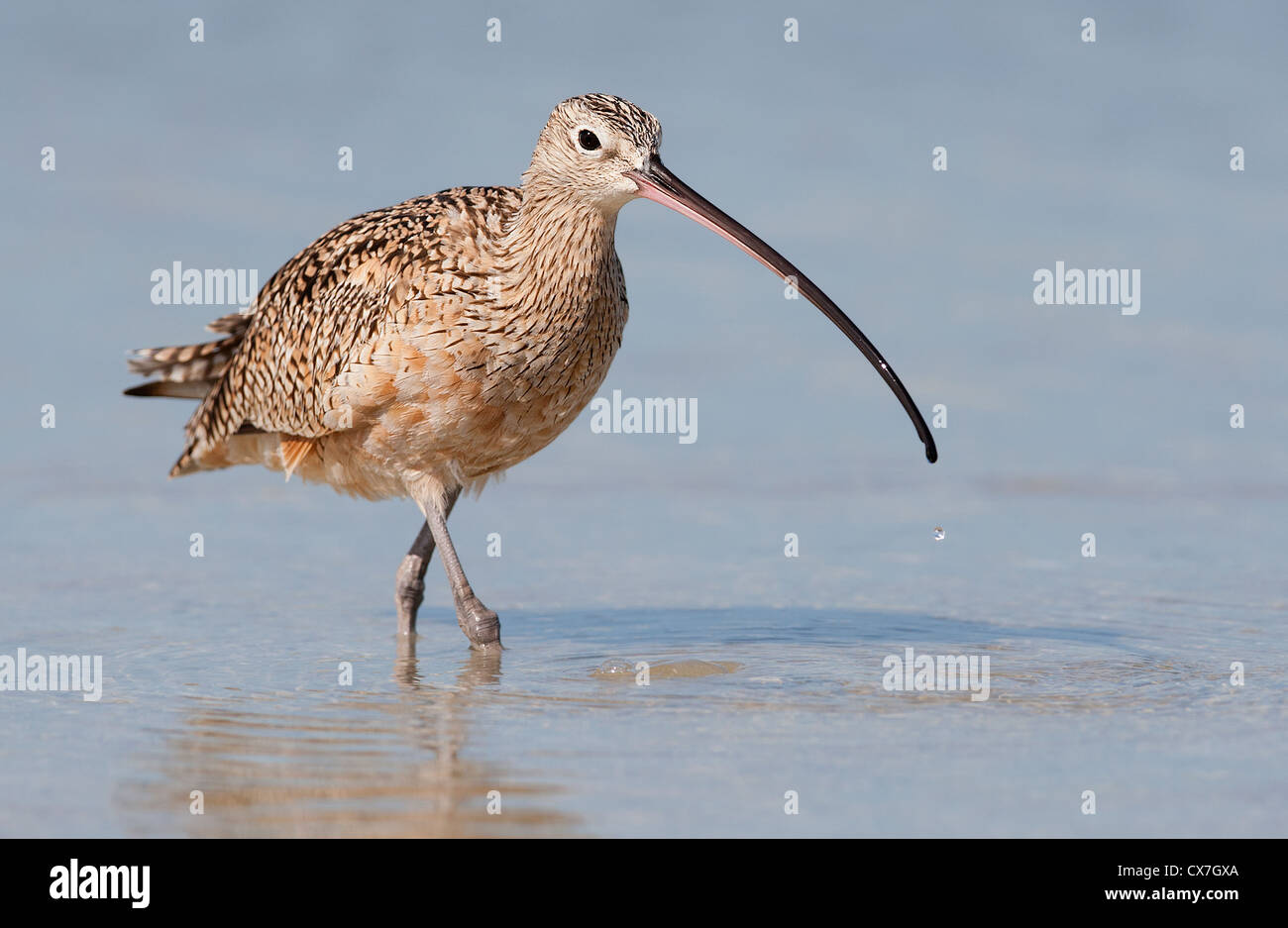 Long Billed Curlew fishing for crabs Stock Photo - Alamy