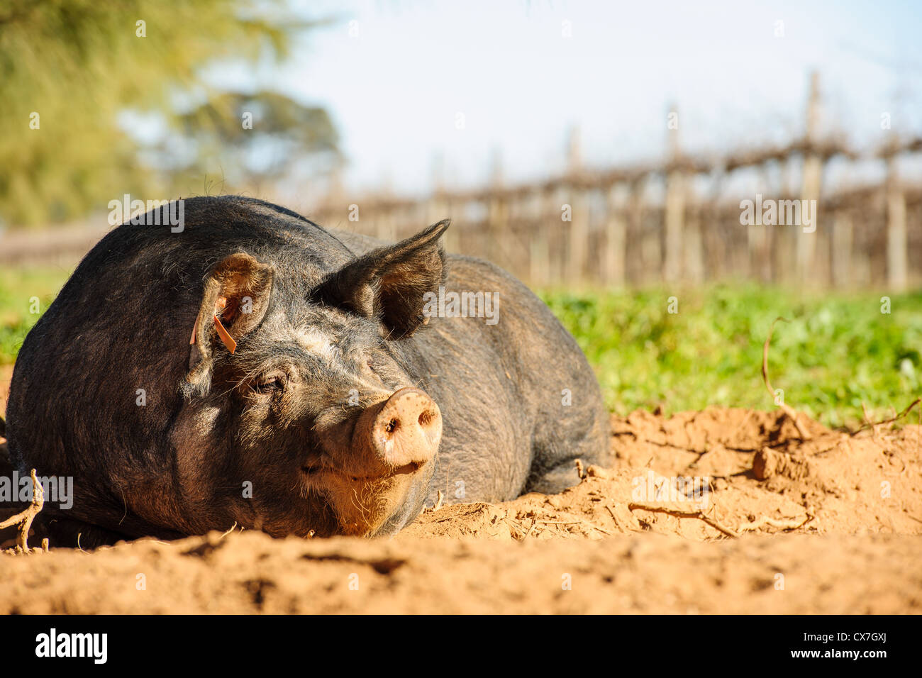 Berkshire pig lies in a paddock Stock Photo - Alamy