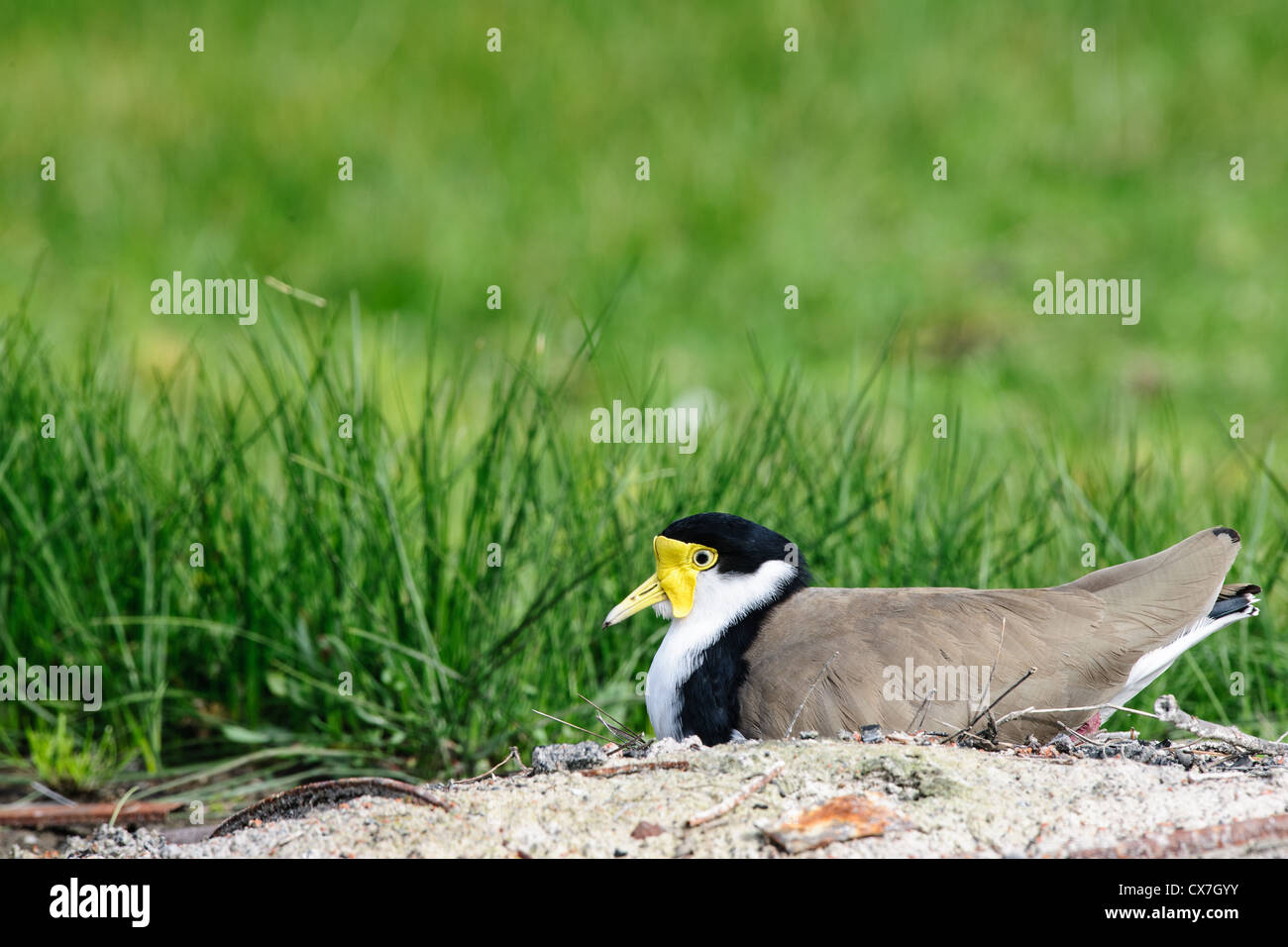 Australian Plover Stock Photos & Australian Plover Stock Images - Alamy