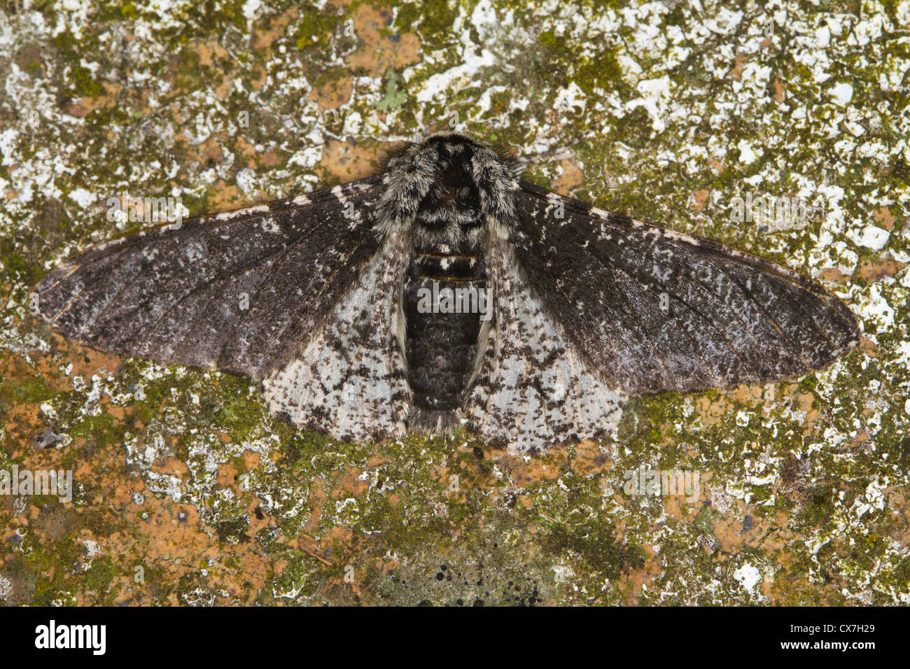 Biston betularia hi-res stock photography and images - Alamy