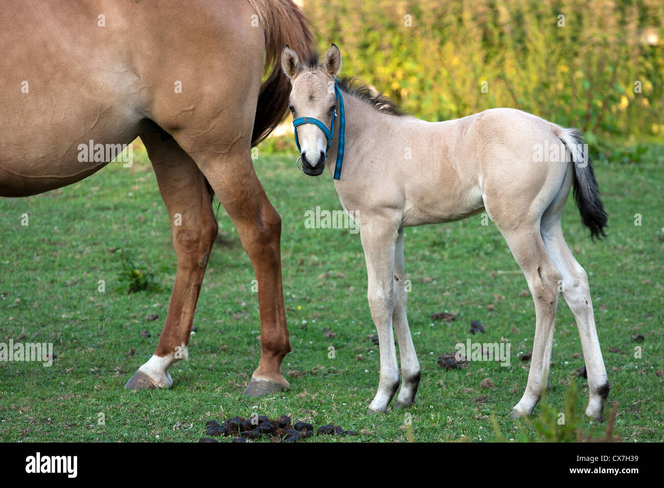 Mare and her foal in meadow Stock Photo - Alamy