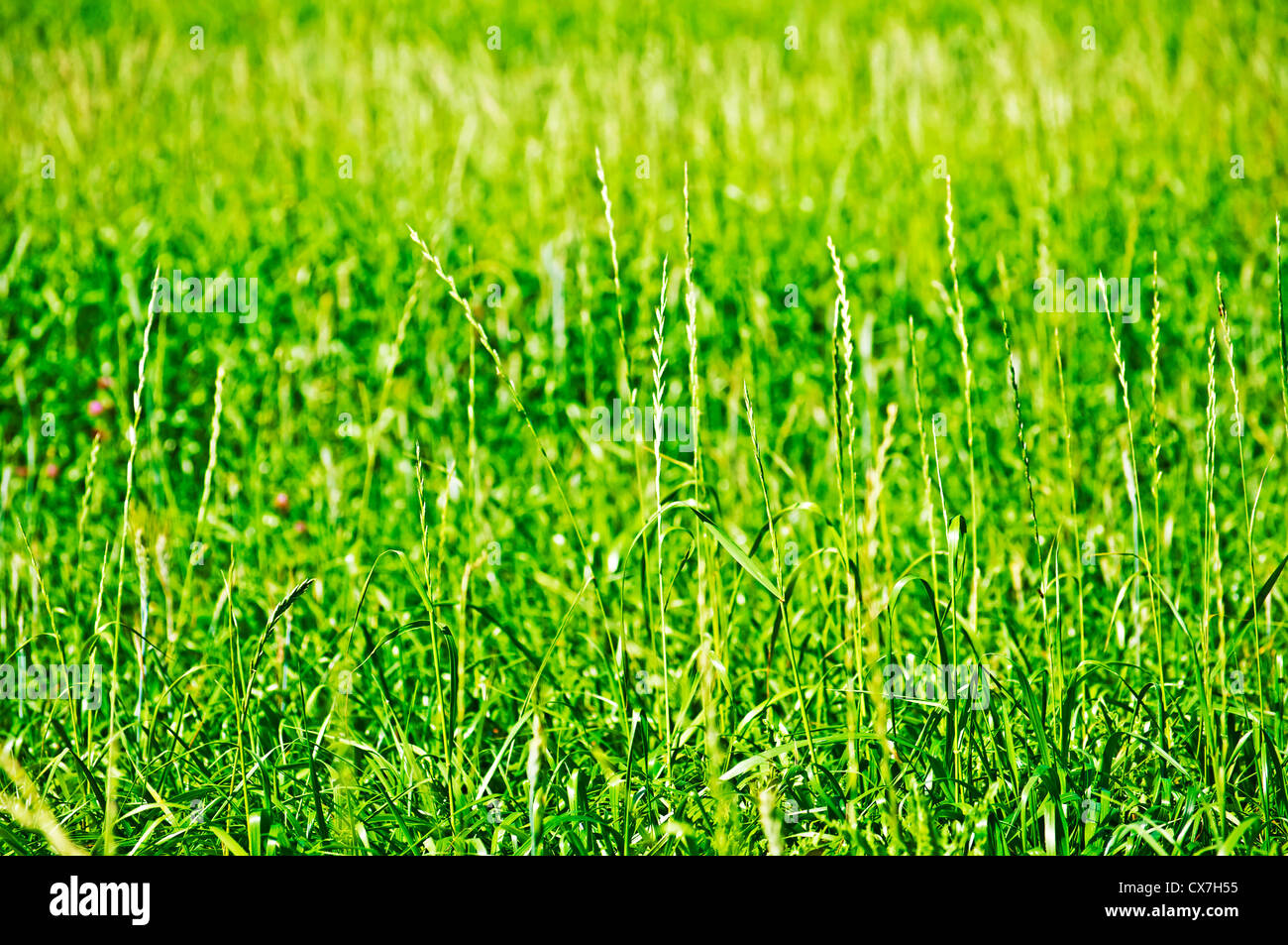 The renewable resource tall wheat grass, C4 energy plant Stock Photo ...